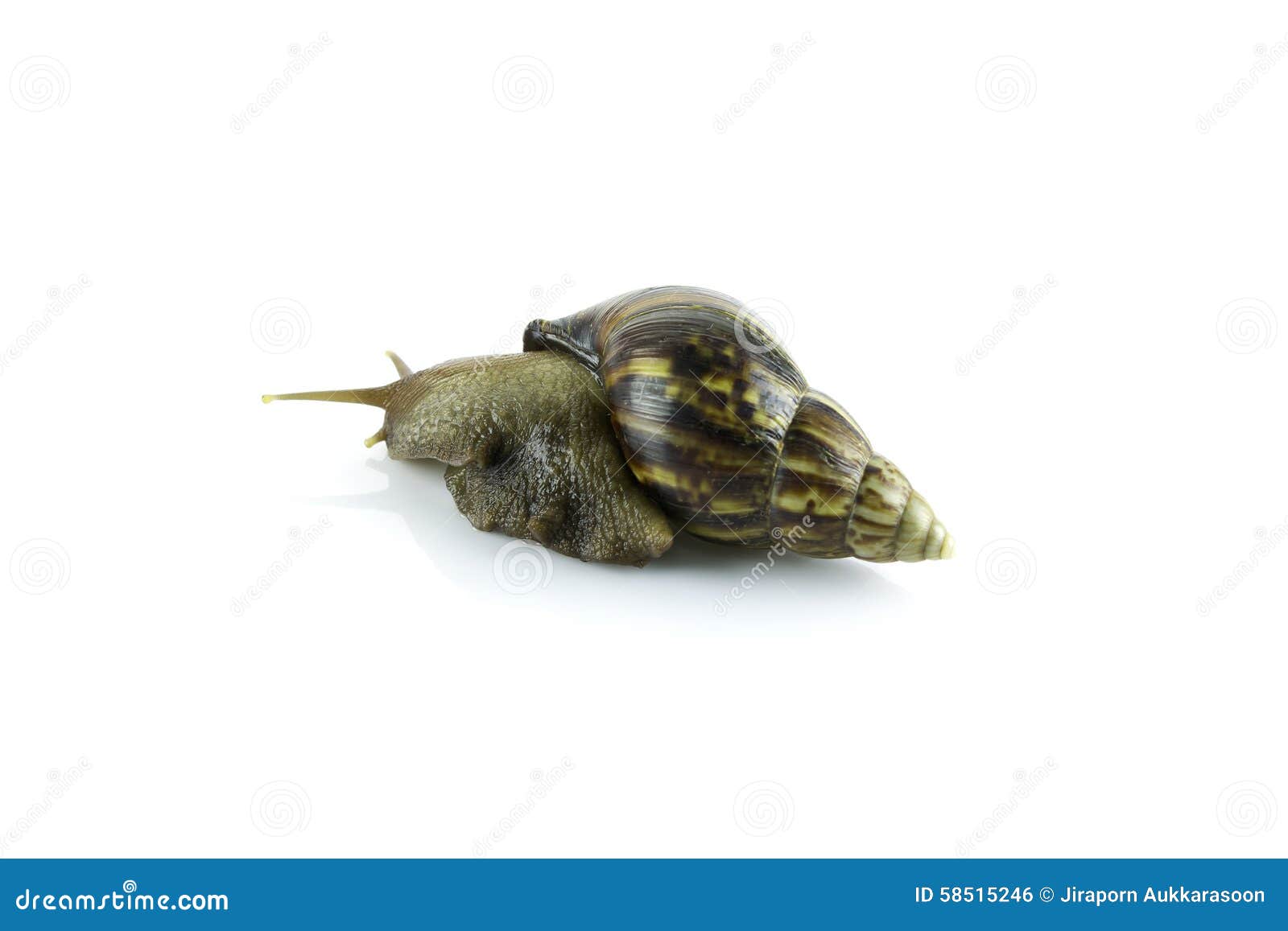 Afrikaanse Slak Op Witte Achtergrond Stock Foto - Image of naaktslak ...