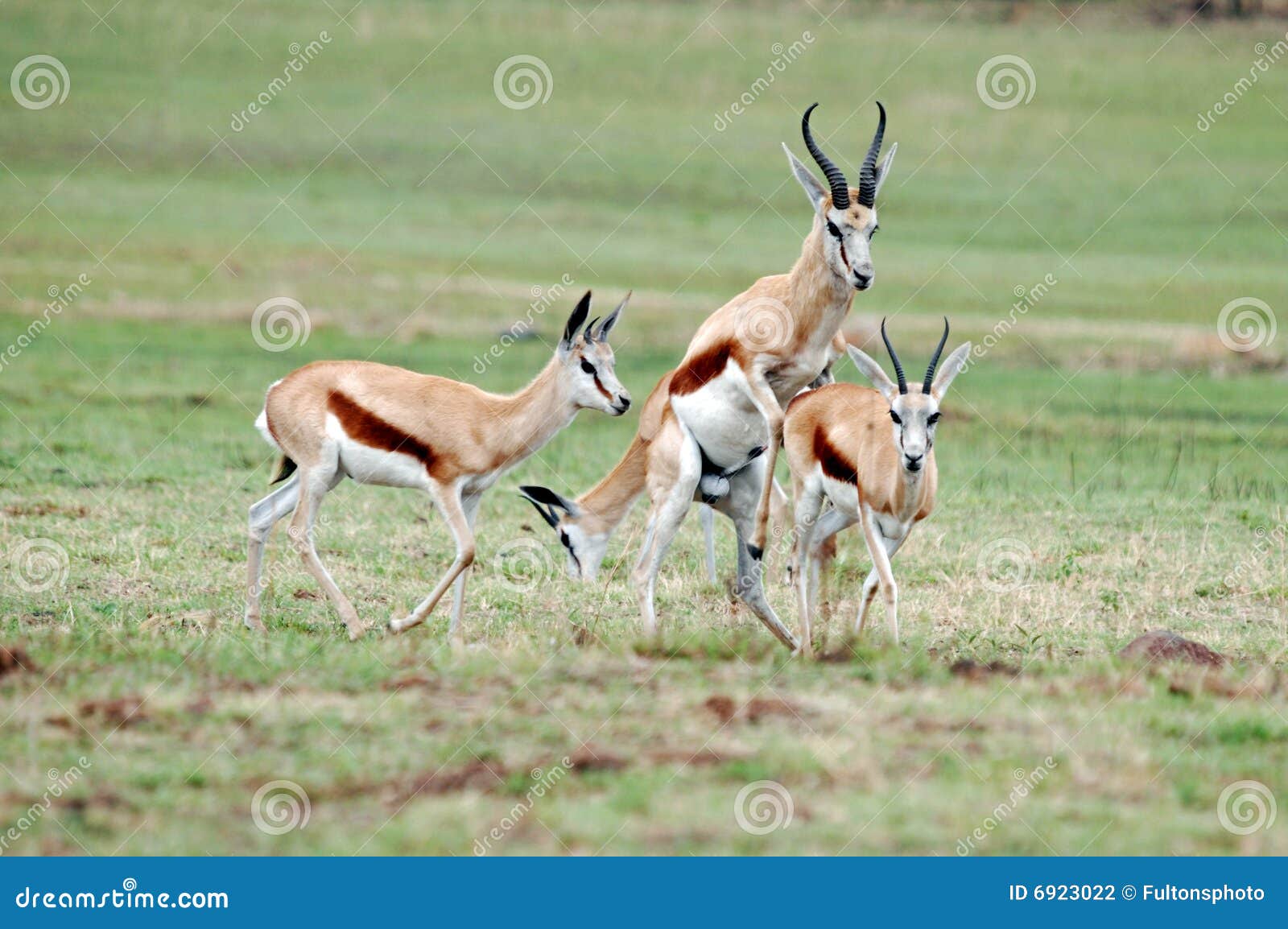 Afrikaanse Springbok stock foto. Image of afrikaans, paring - 6923022