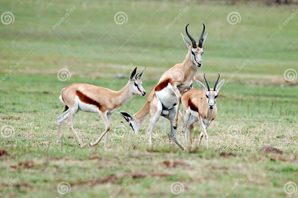 Afrikaanse Springbok stock foto. Image of afrikaans, paring - 6923022