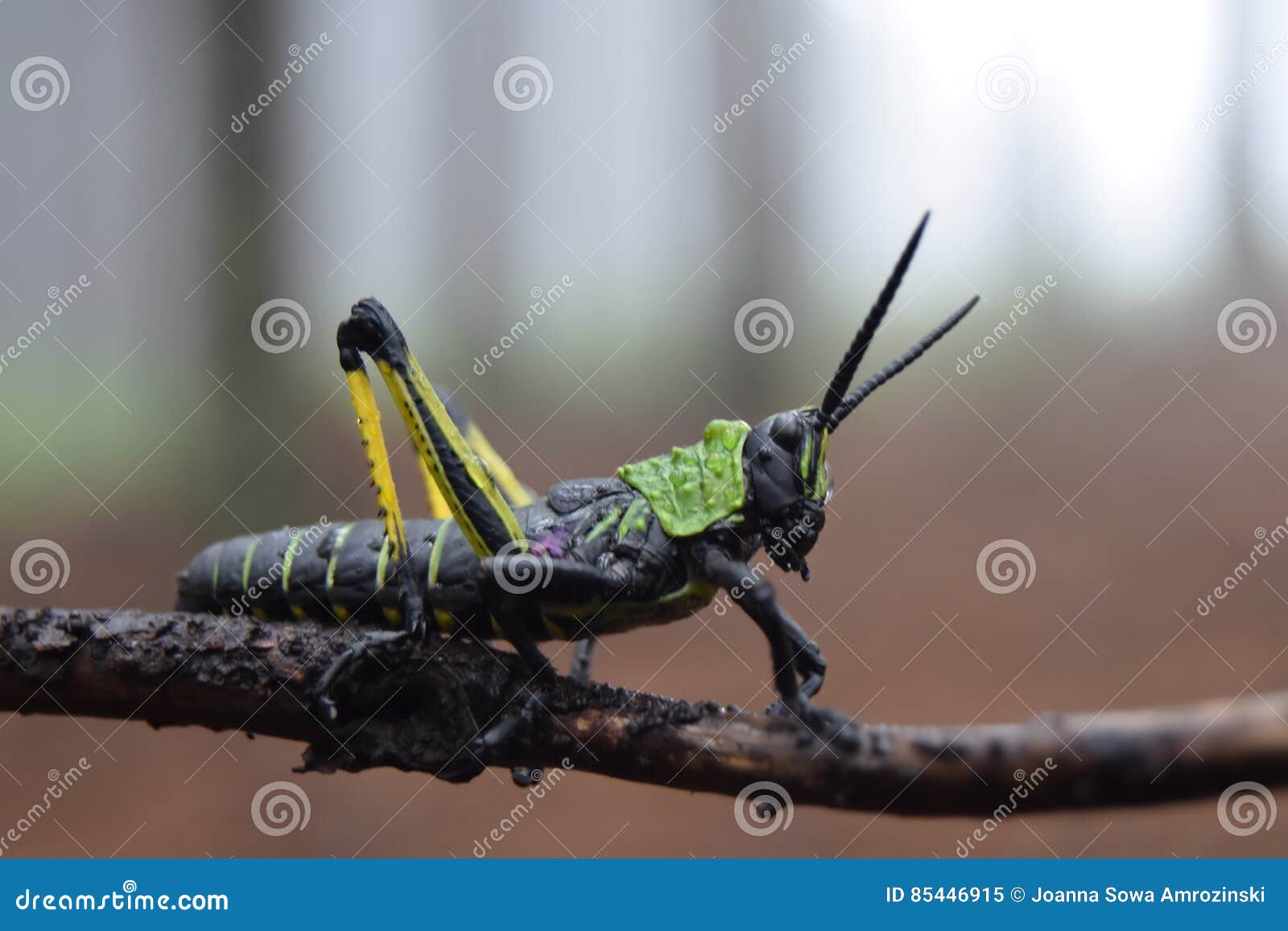 Afrikaanse Sprinkhaan stock afbeelding. Image of afrikaans - 85446915