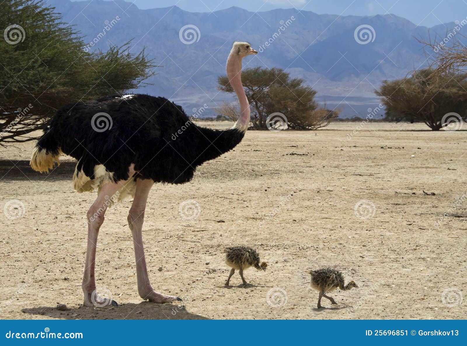 Afrikaanse Struisvogel (camelus Struthio) Met Kuiken Stock Afbeelding ...