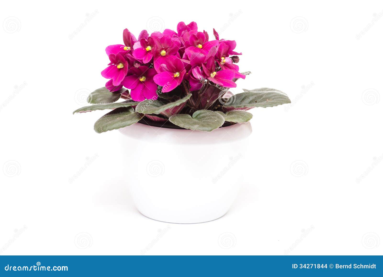 Afrikaanse Viooltjes Met Bloemen Stock Foto - Image of installatie ...