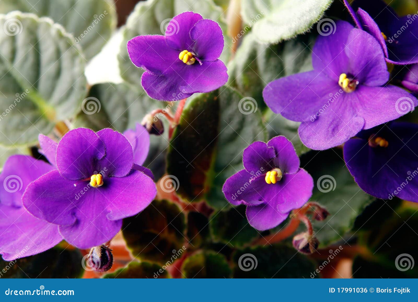 Afrikaanse Viooltjes (saintpaulia) Stock Foto - Image of flora ...