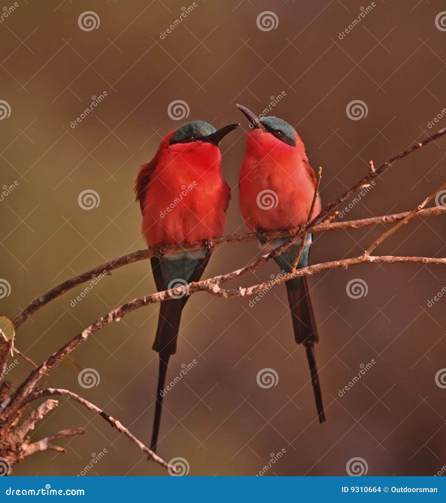 Afrikaanse Vogel-karmijn Bijeneters Stock Foto - Image of karmijn ...