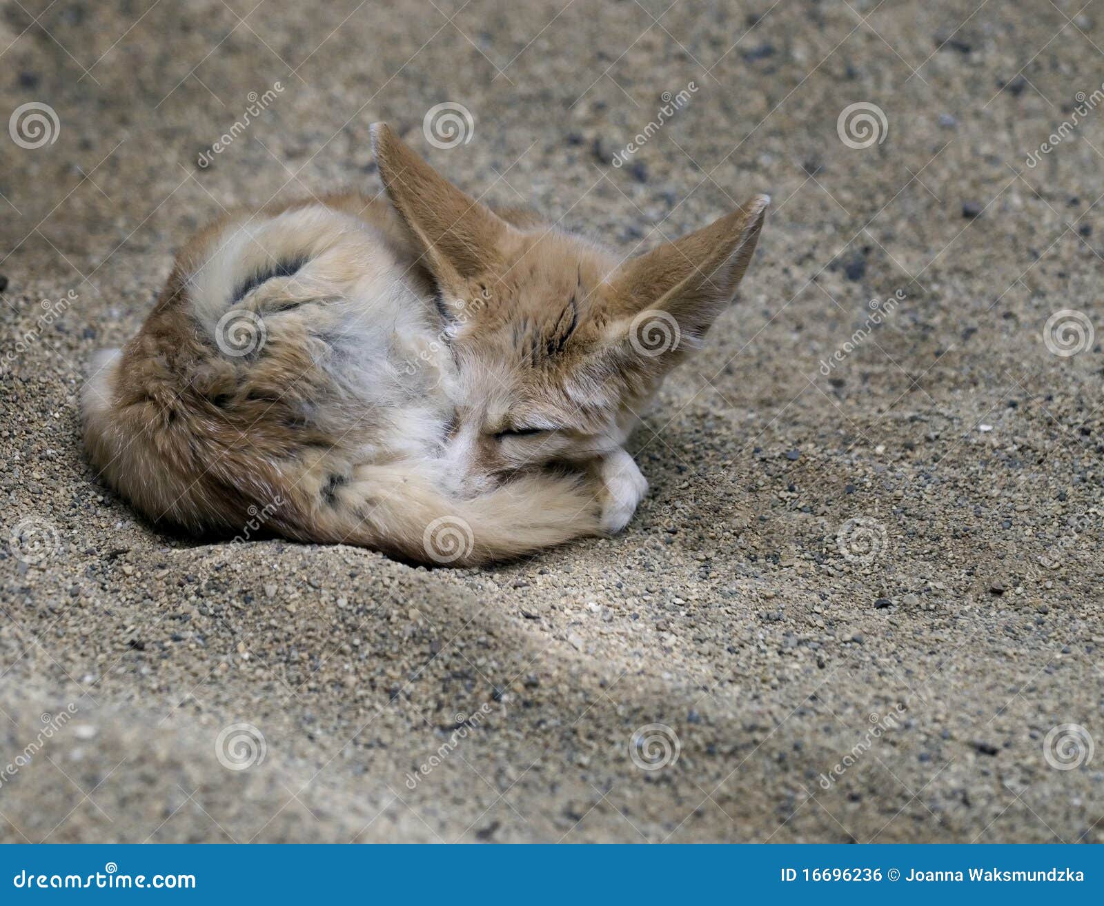 Afrikaanse Vos Fennec stock foto. Image of dier, slaap - 16696236