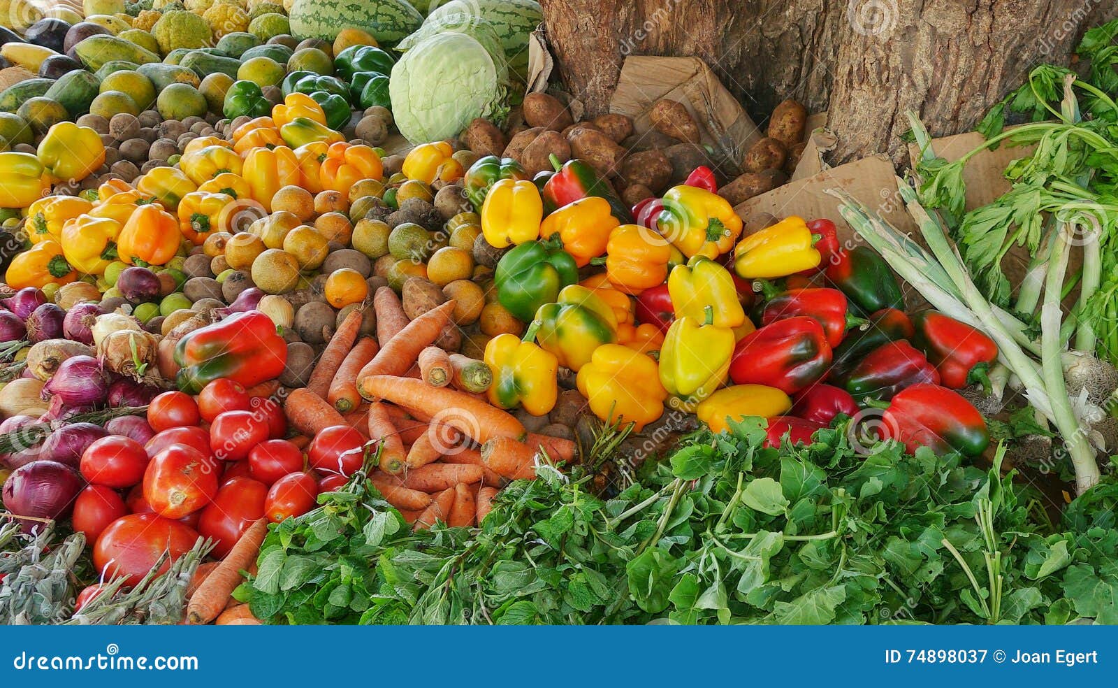 Afrikaanse Vruchten Tribune Stock Afbeelding - Image of afrikaans ...