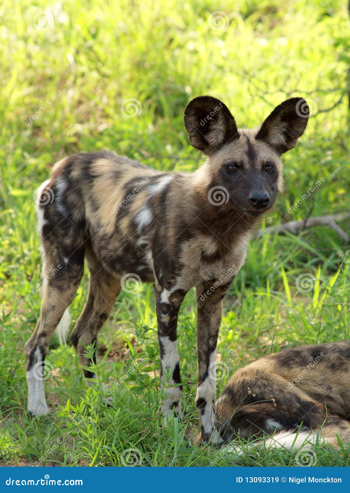 Afrikaanse Wilde Hond stock afbeelding. Image of hond - 13093319