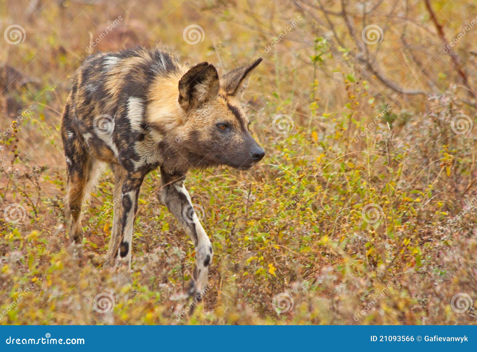 Afrikaanse Wilde Hond stock foto. Image of jager, genaturaliseerd ...