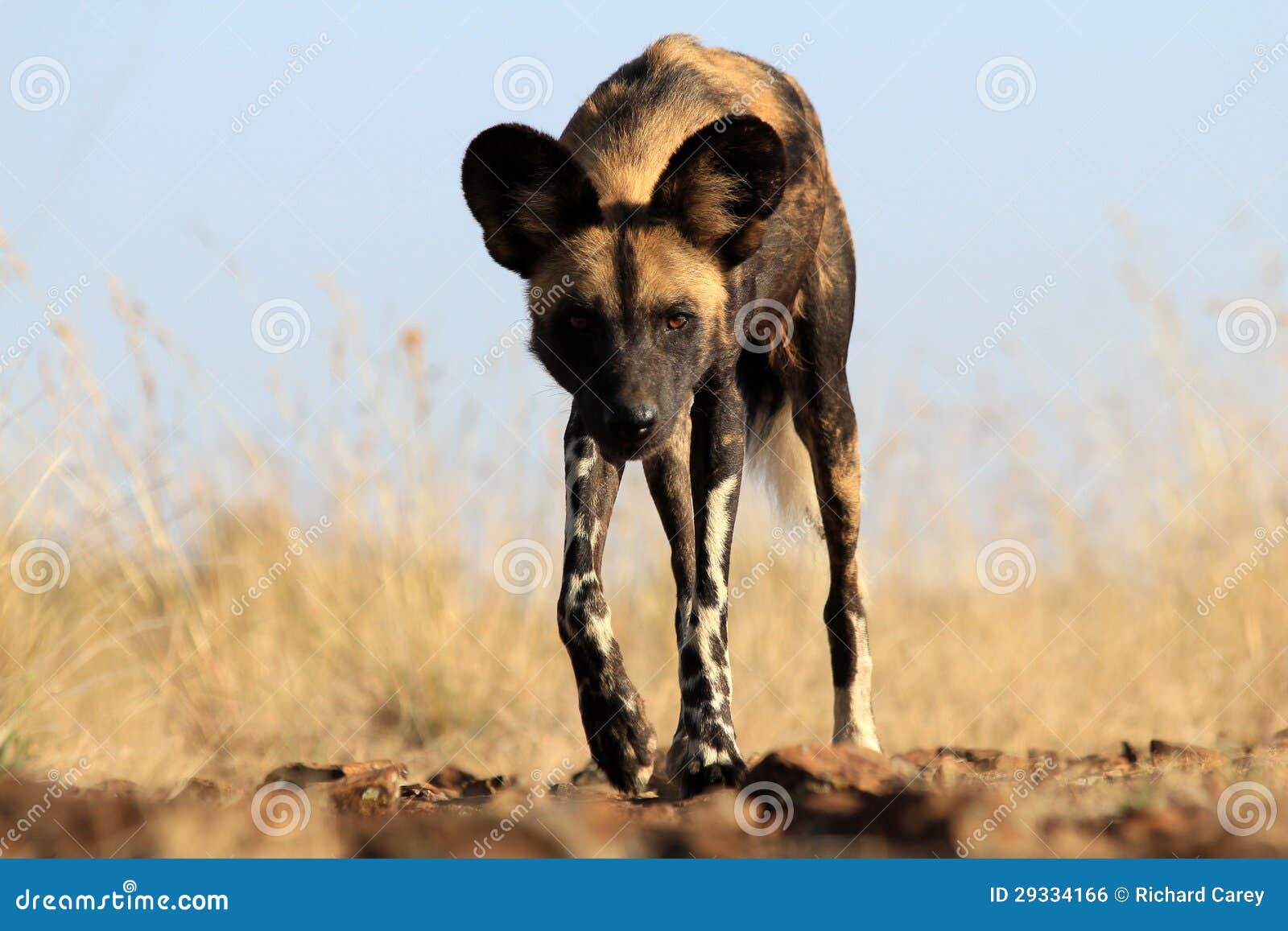 Afrikaanse Wilde Hond stock foto. Image of wildernis - 29334166