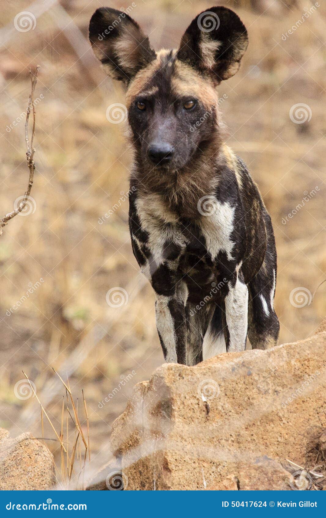 Afrikaanse Wilde Hond stock foto. Image of gras, grijs - 50417624