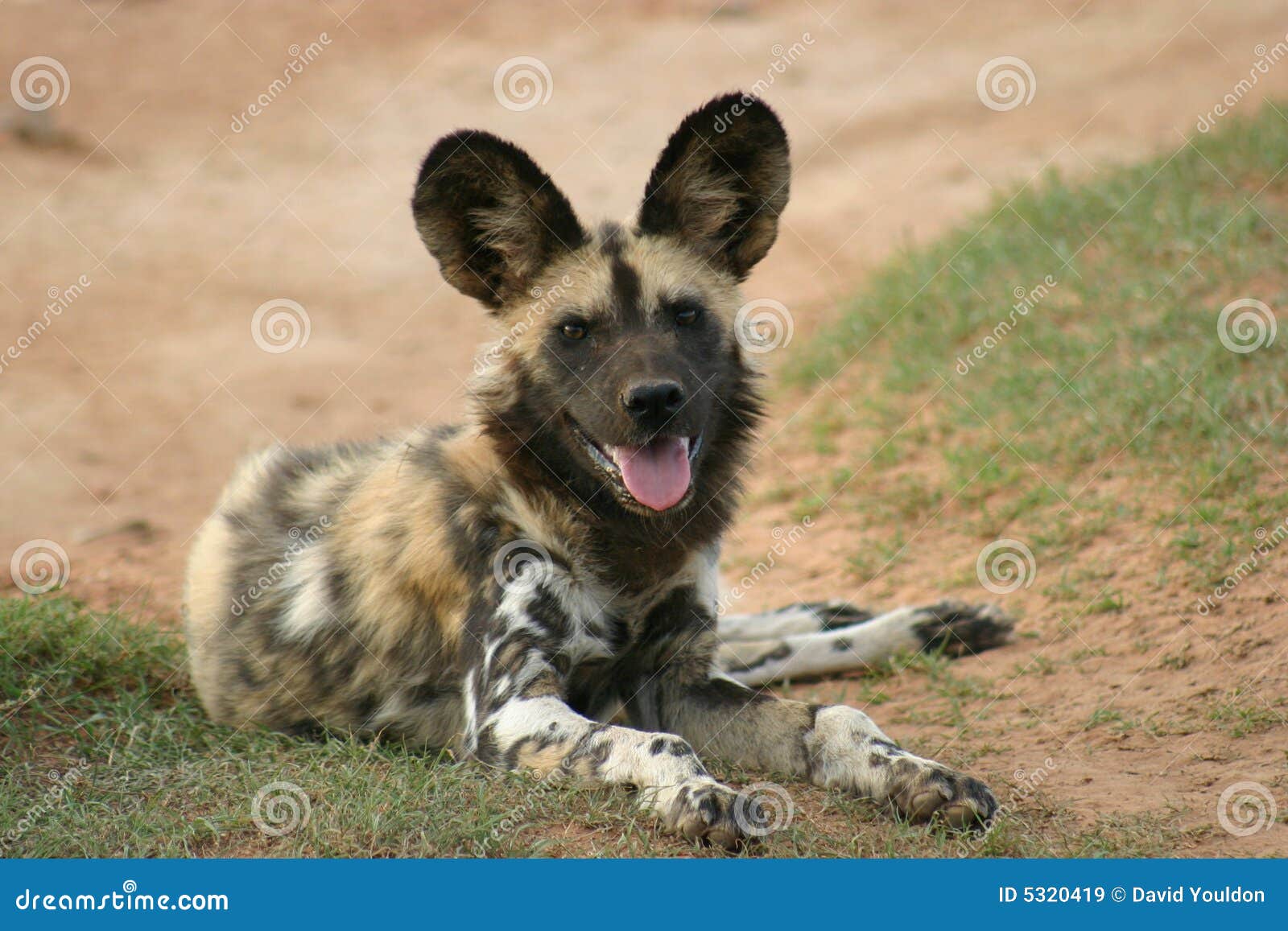 Afrikaanse Wilde Hond stock afbeelding. Image of jacht - 5320419
