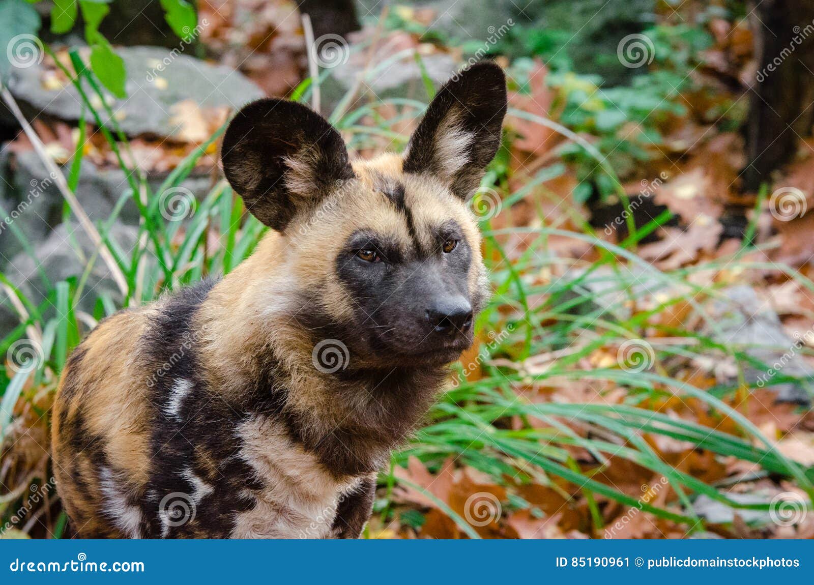 Afrikaanse Wilde Hond Picture. Image: 85190961