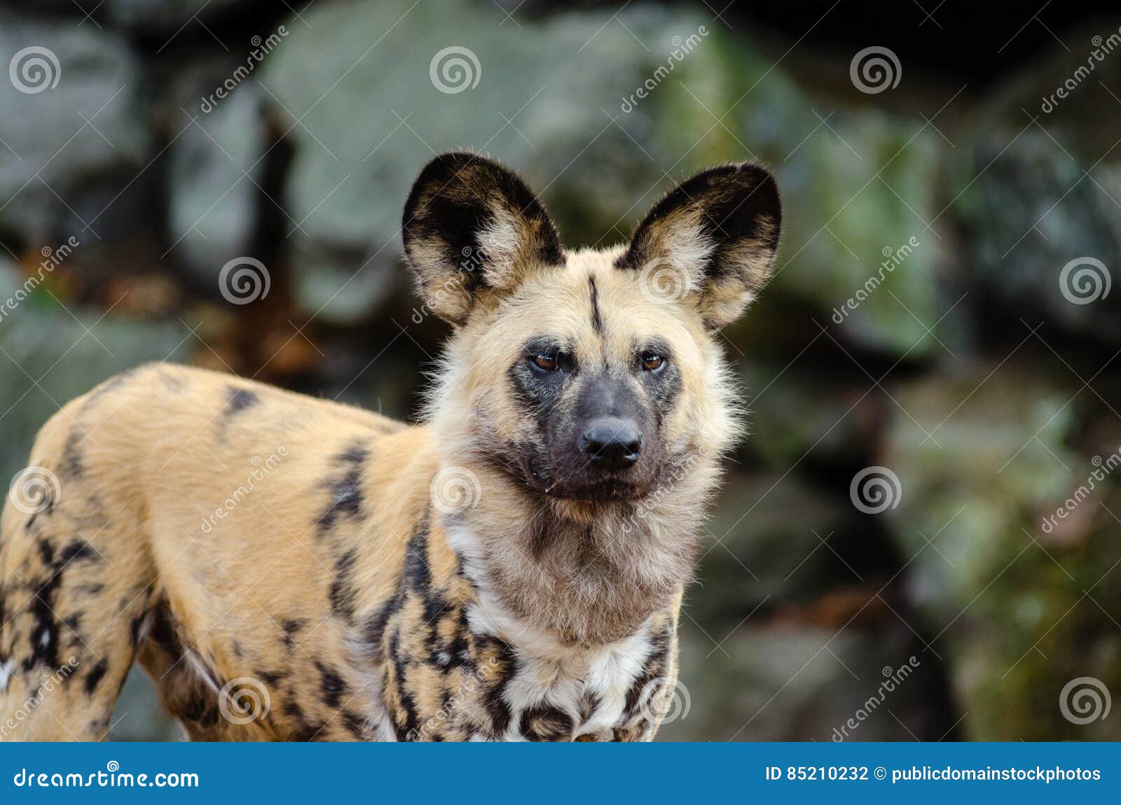 Afrikaanse Wilde Hond Picture. Image: 85210232