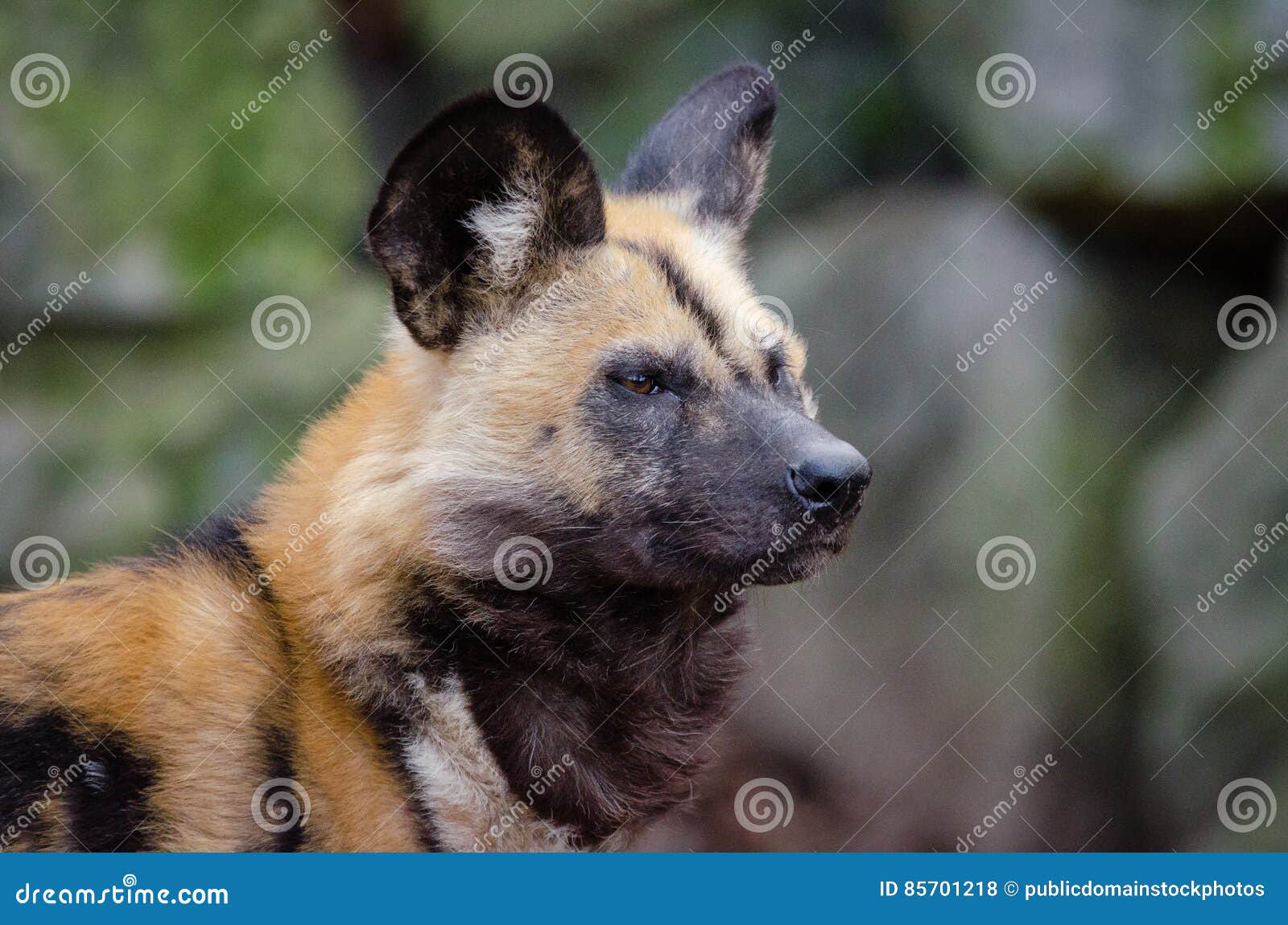 Afrikaanse Wilde Hond Picture. Image: 85701218