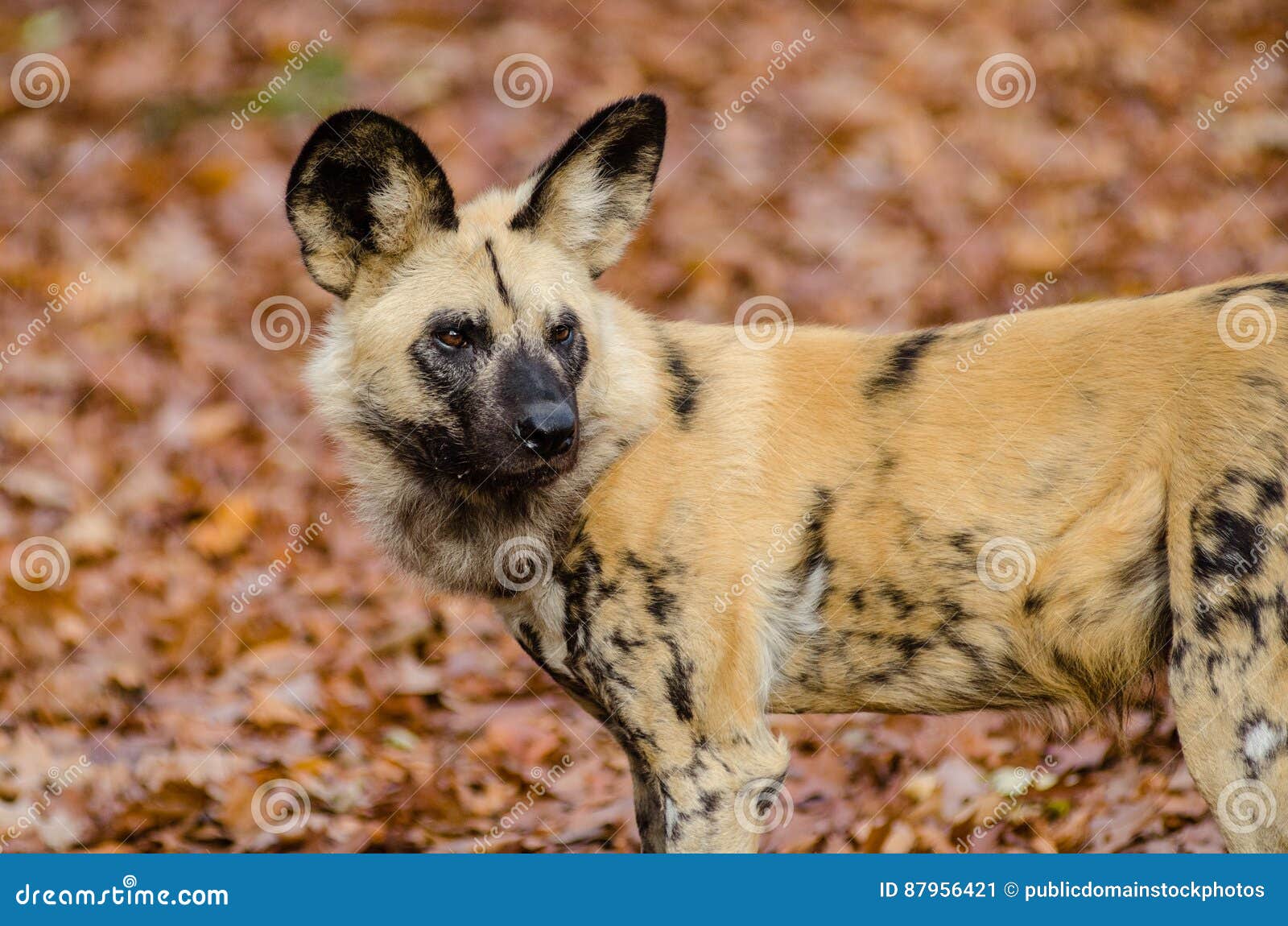 Afrikaanse Wilde Hond Picture. Image: 87956421