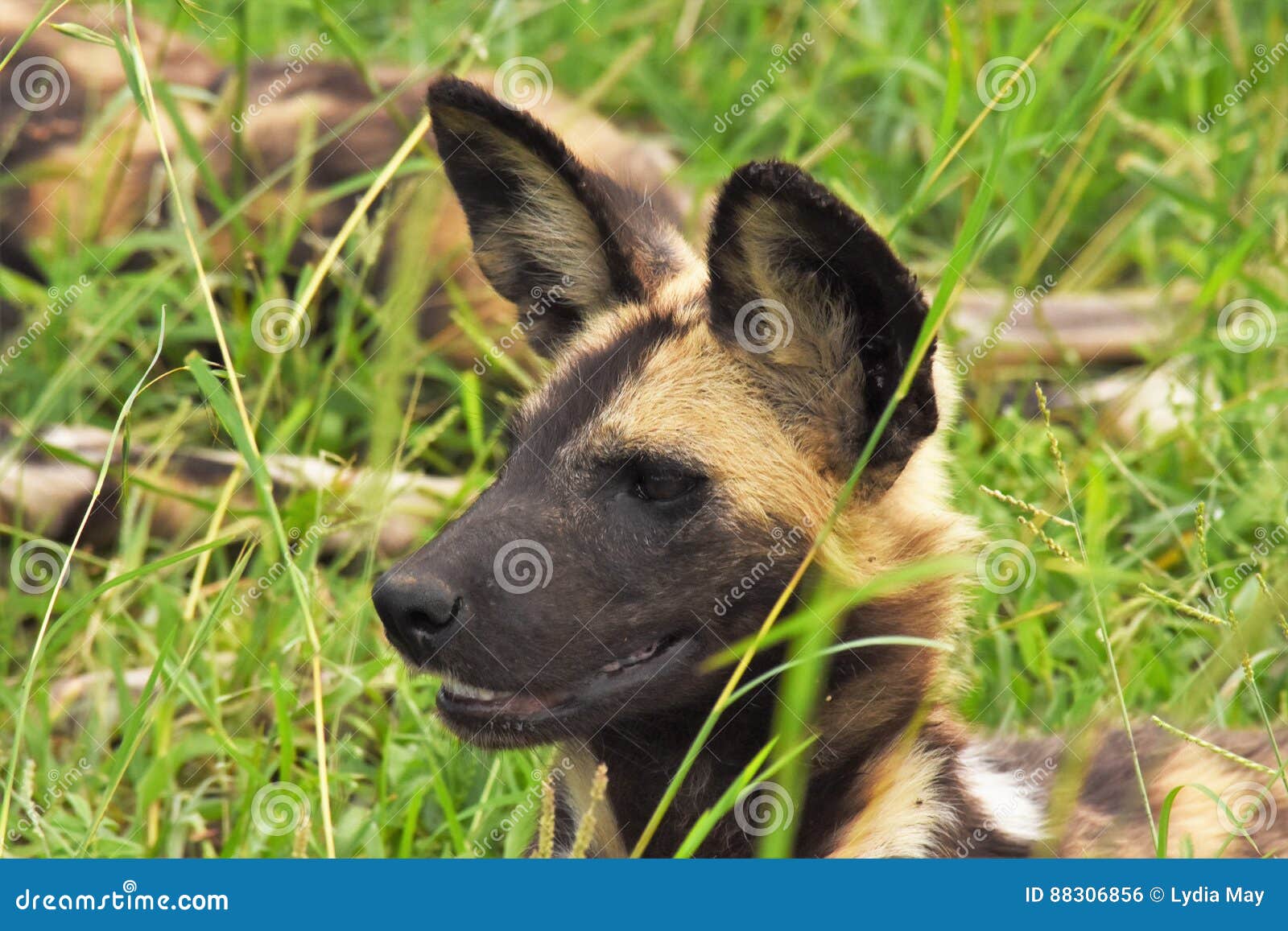 Afrikaanse Wilde Hond stock foto. Image of bont, botswana - 88306856