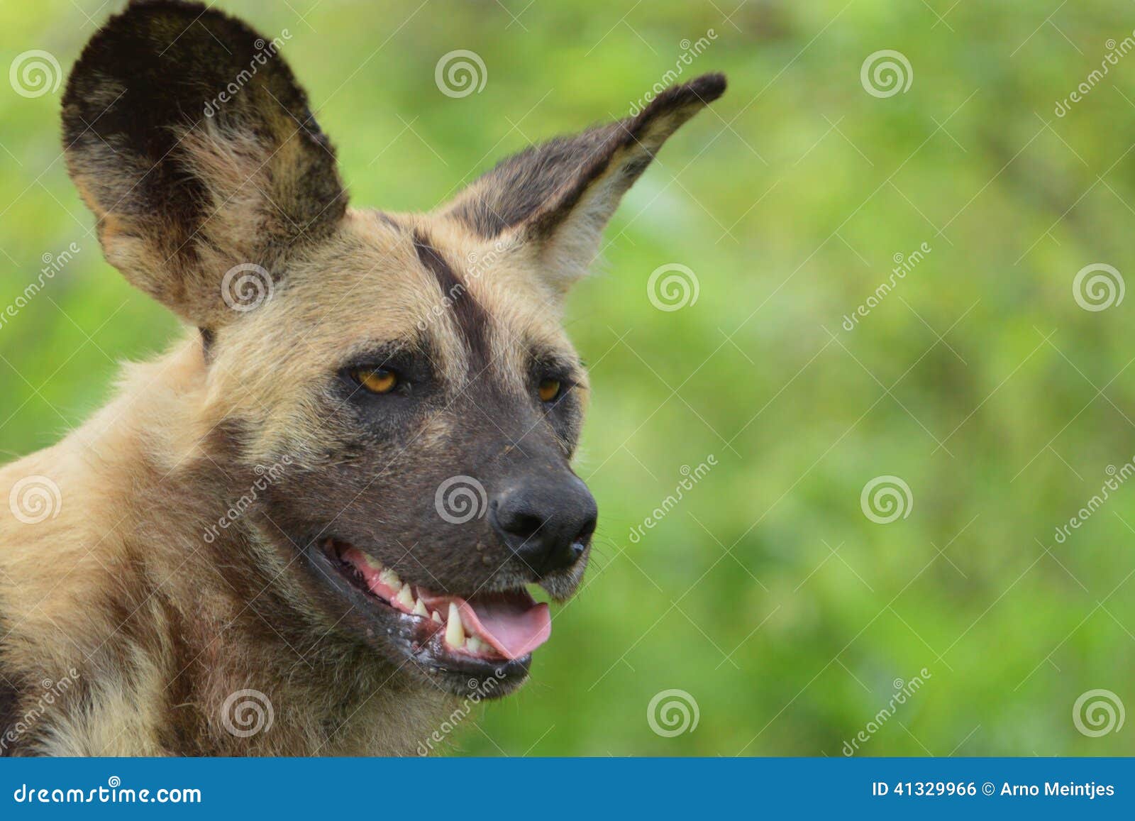 Afrikaanse Wilde Hond (lycaon Pictus) Stock Foto - Image of safari ...