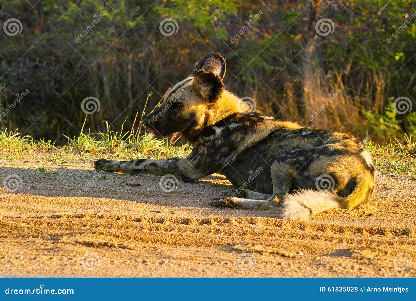Afrikaanse Wilde Hond (lycaon Pictus) Stock Foto - Image of savannes ...