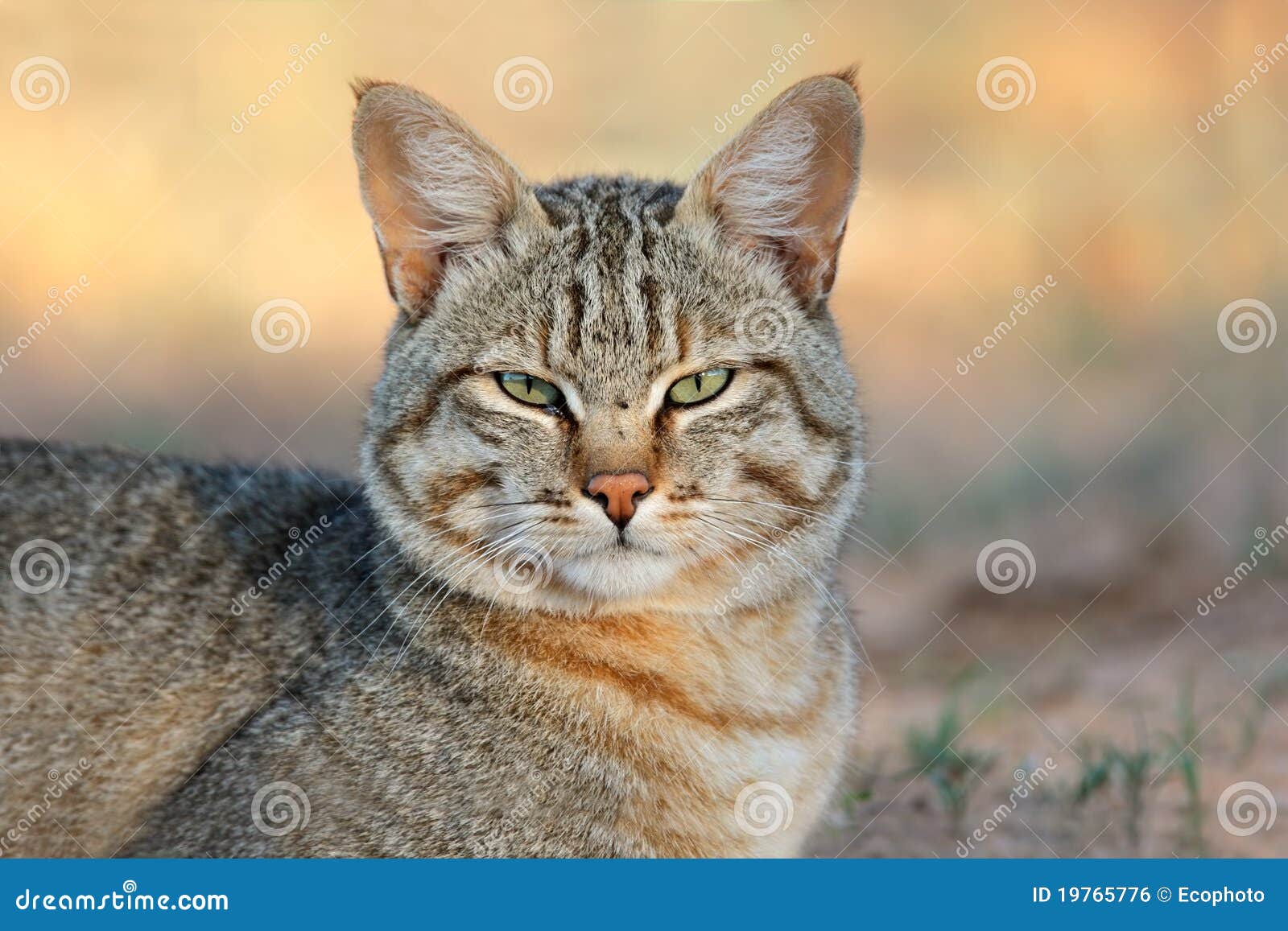Afrikaanse wilde kat stock foto. Image of afrikaans, oren - 19765776