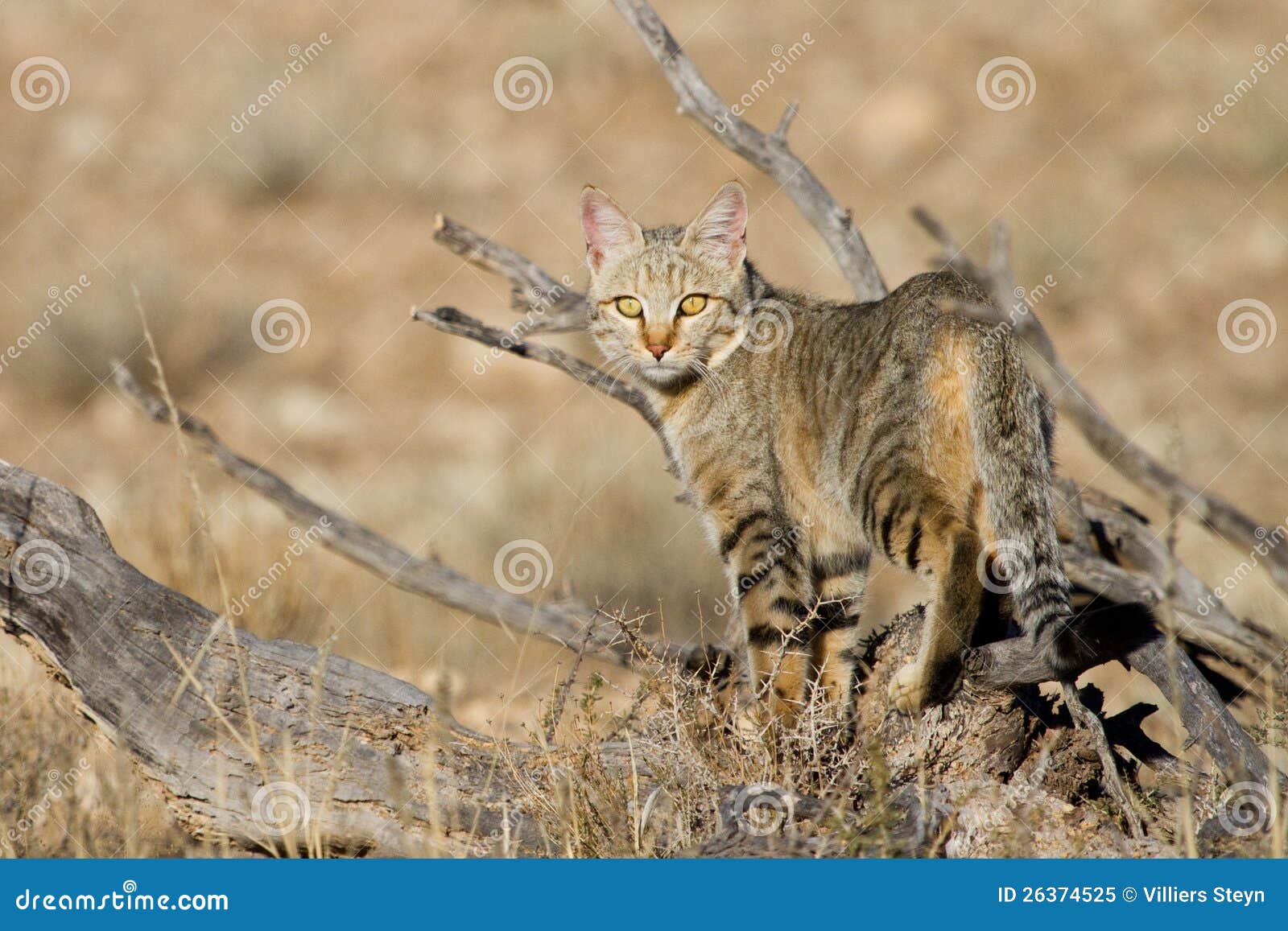 Afrikaanse wilde kat stock afbeelding. Image of carnivoor - 26374525