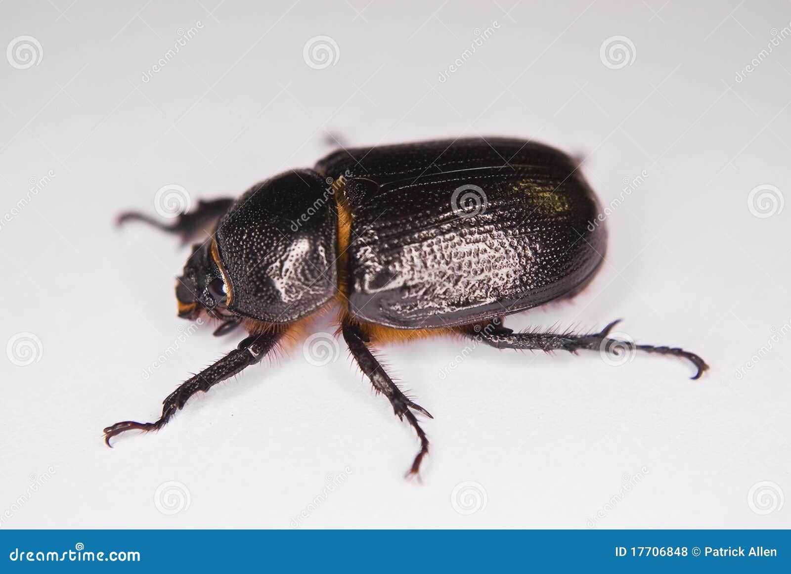 Afrikaanse Zwarte Kever stock foto. Image of griezelig - 17706848