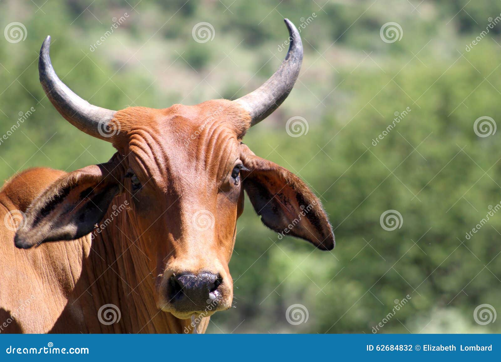 Afrikaner stock photo. Image of afrikander, afrikaner - 62684832