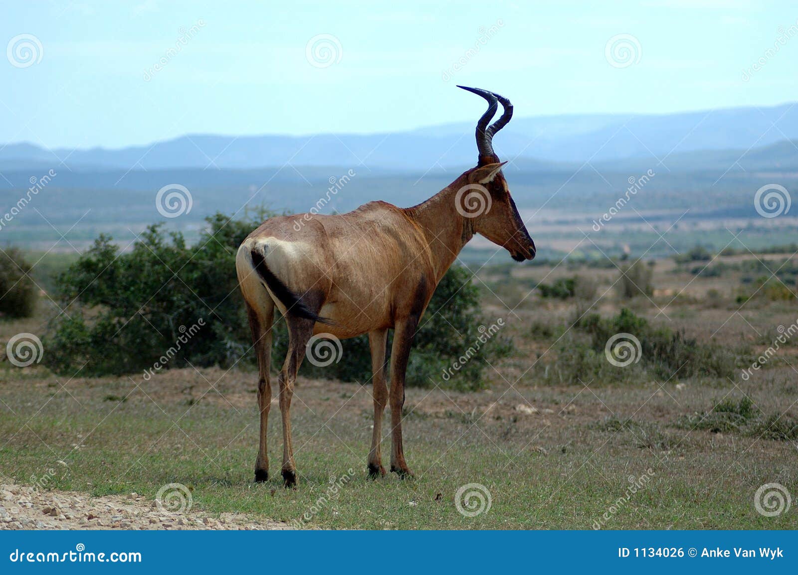Afrikanische Antilope stockfoto. Bild von leben, büsche - 1134026