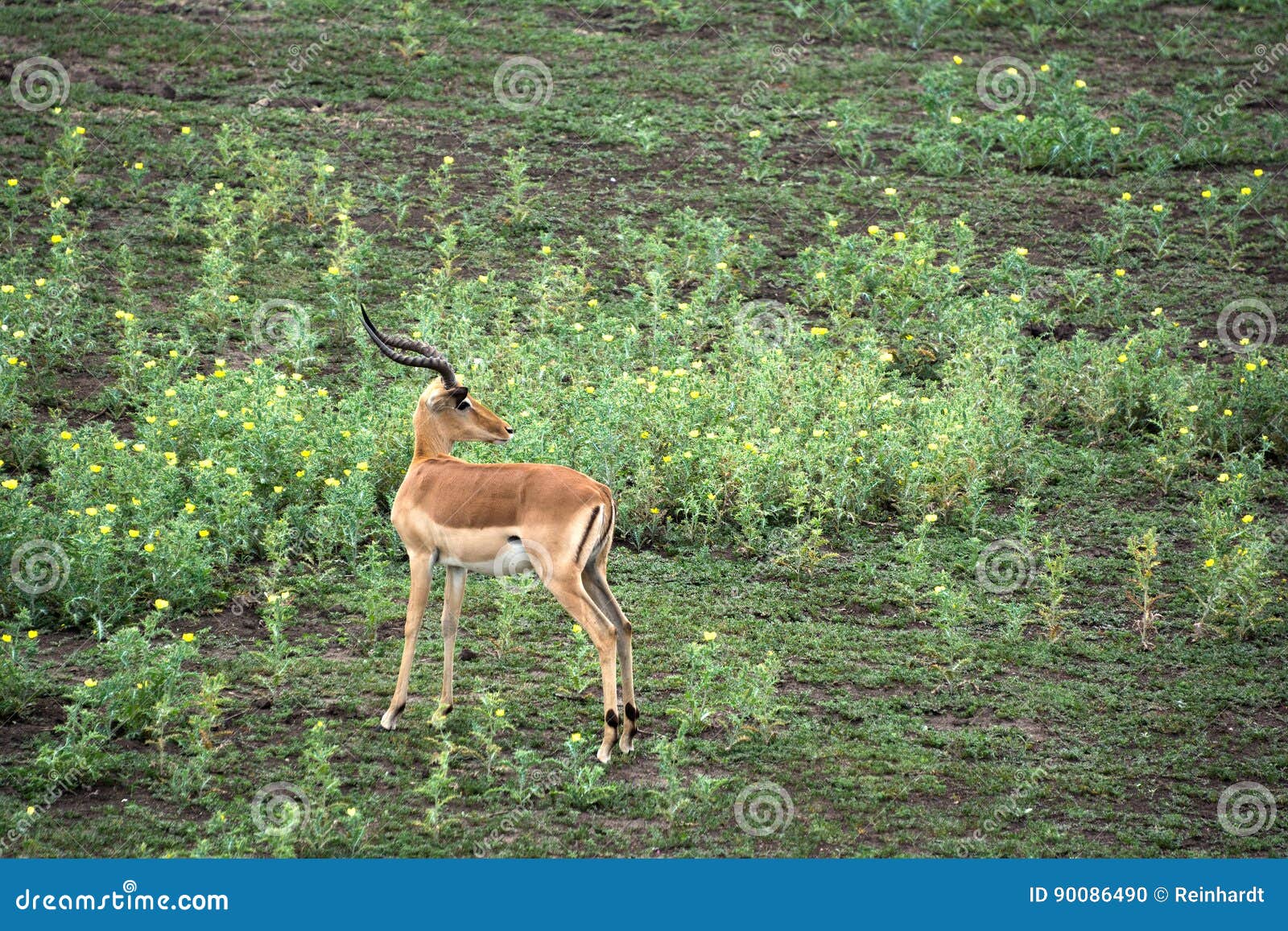 Afrikanische Antilope, Impala Stockfoto - Bild von wild, grün: 90086490