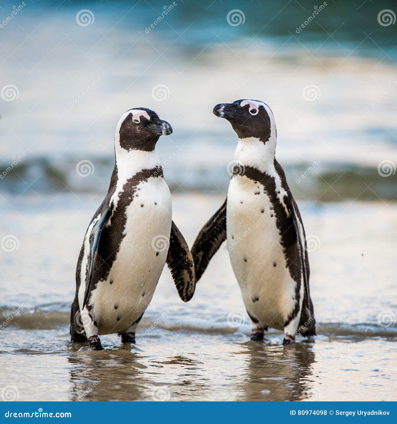 Afrikanische Pinguine Spheniscus Demersus Stockfoto - Bild von ...
