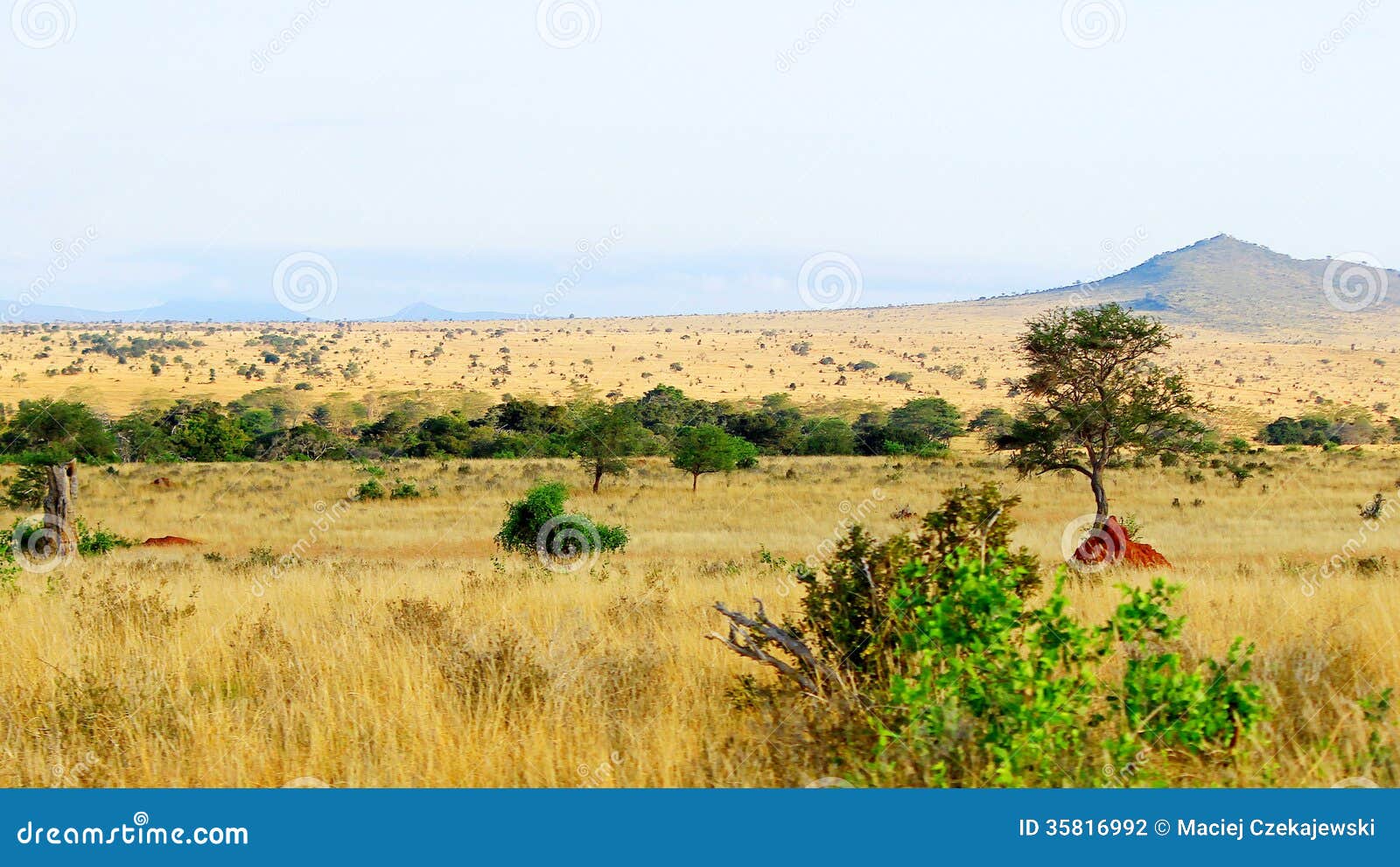 Afrikanische Savannenlandschaft Stockfoto - Bild von afrikanisch, gras ...