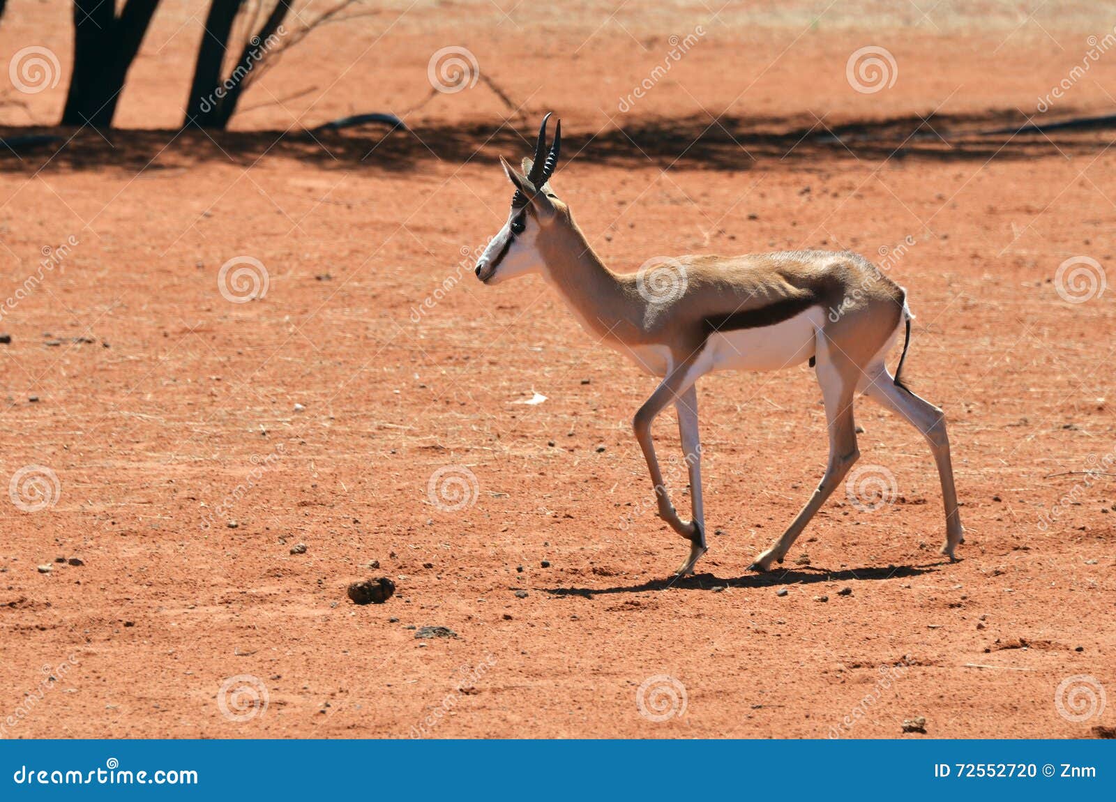 Afrikanische Wild Lebende Tiere, Namibia, Sprigbok Stockfoto - Bild von ...