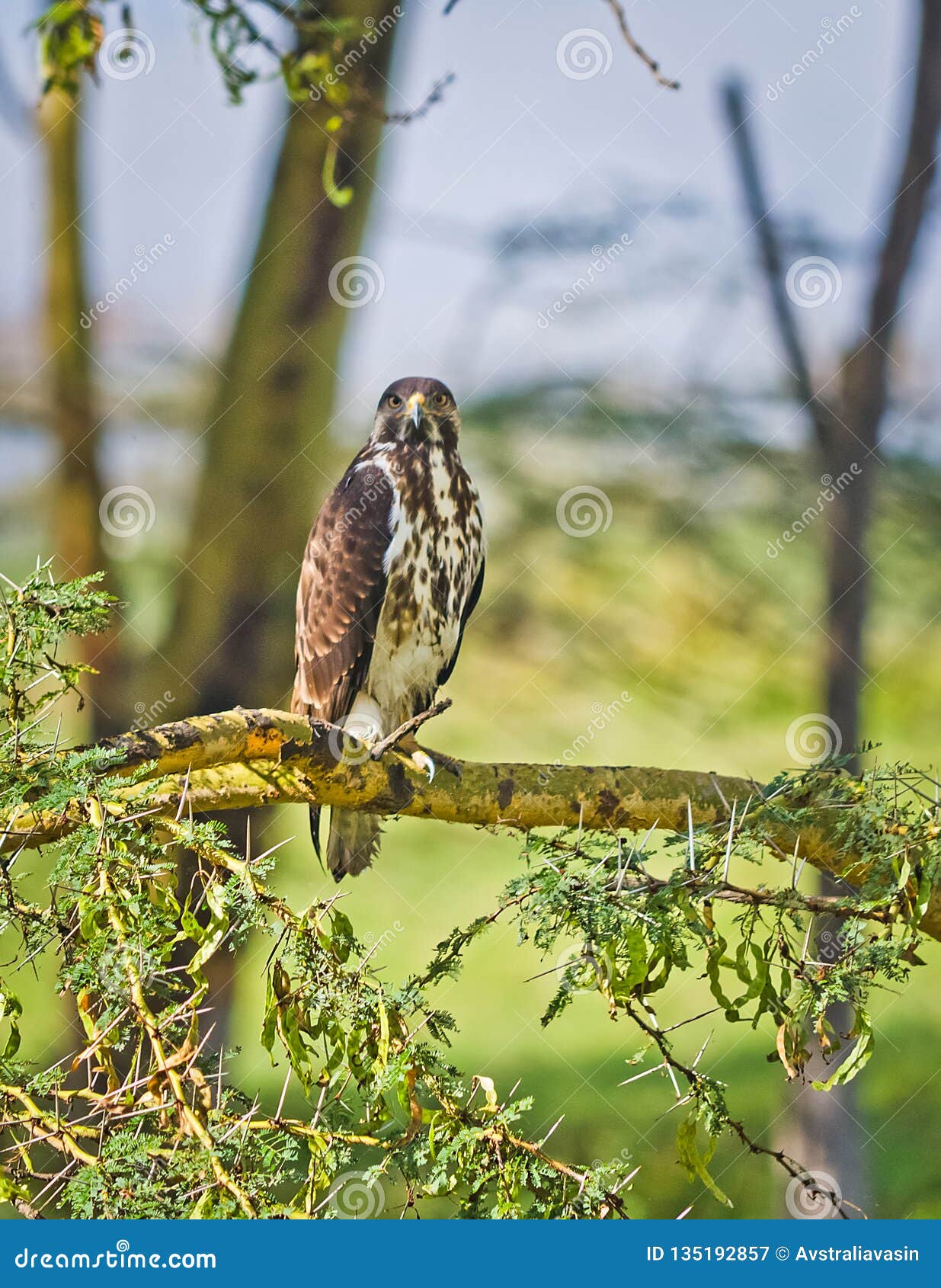 Afrikanischer Adler, Vogel Von Kenia Stockbild - Bild von fliege ...