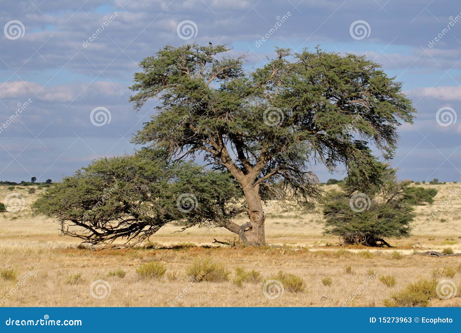 Afrikanischer Akazienbaum stockbild. Bild von baum, frech - 15273963