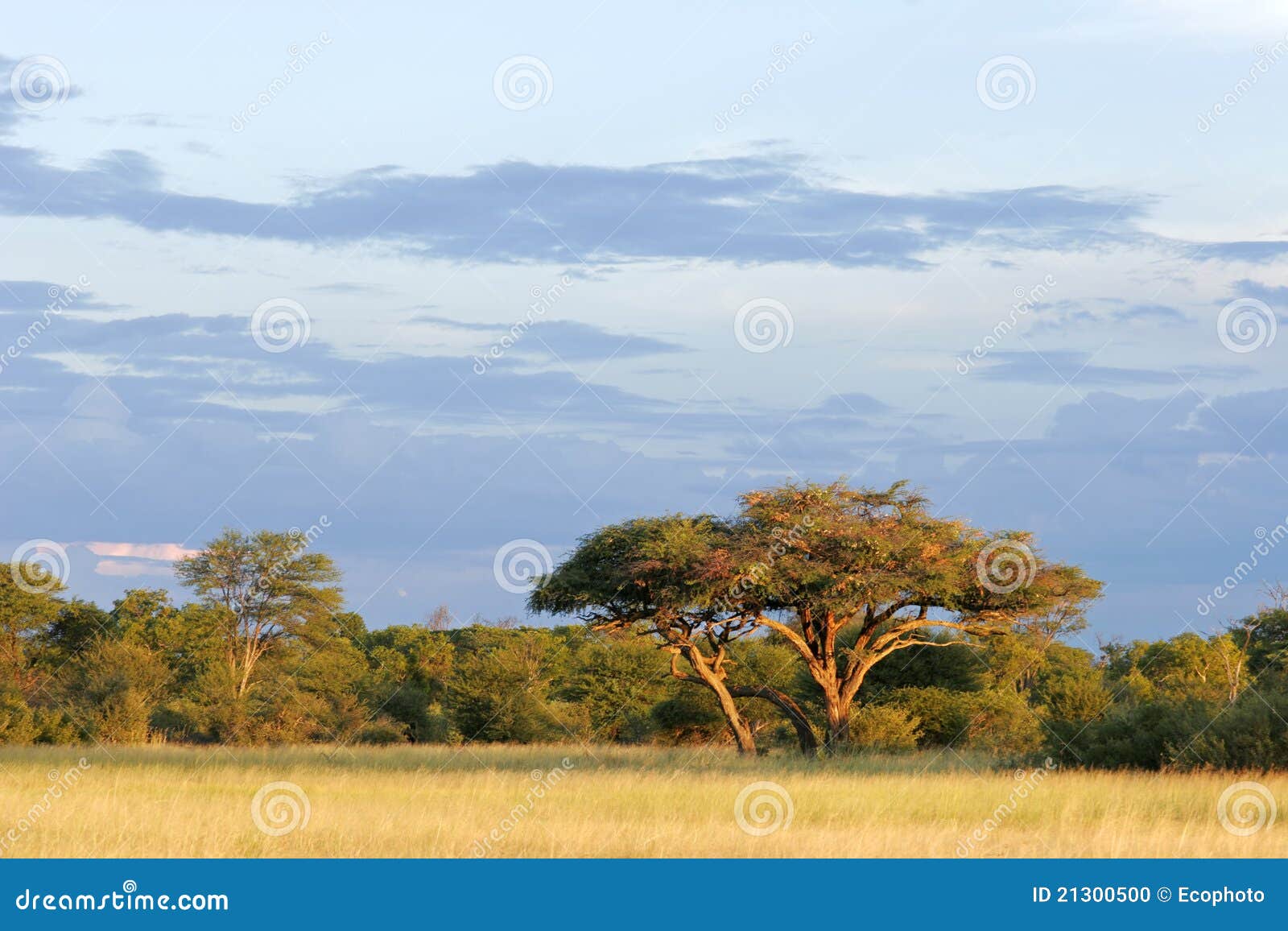 Afrikanischer Akazienbaum stockfoto. Bild von zweig, wachstum - 21300500