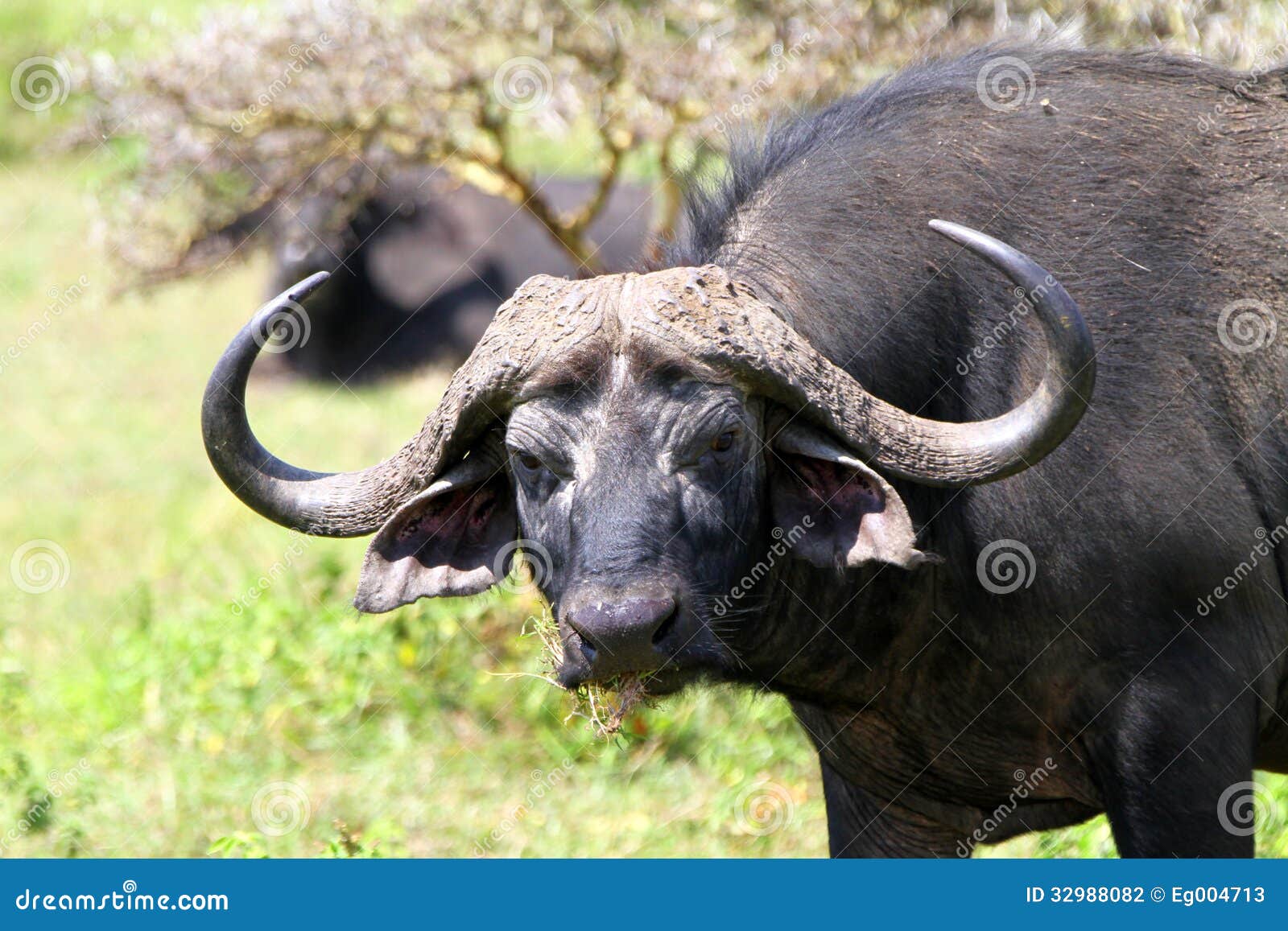 Afrikanischer Büffel stockfoto. Bild von haar, augen - 32988082