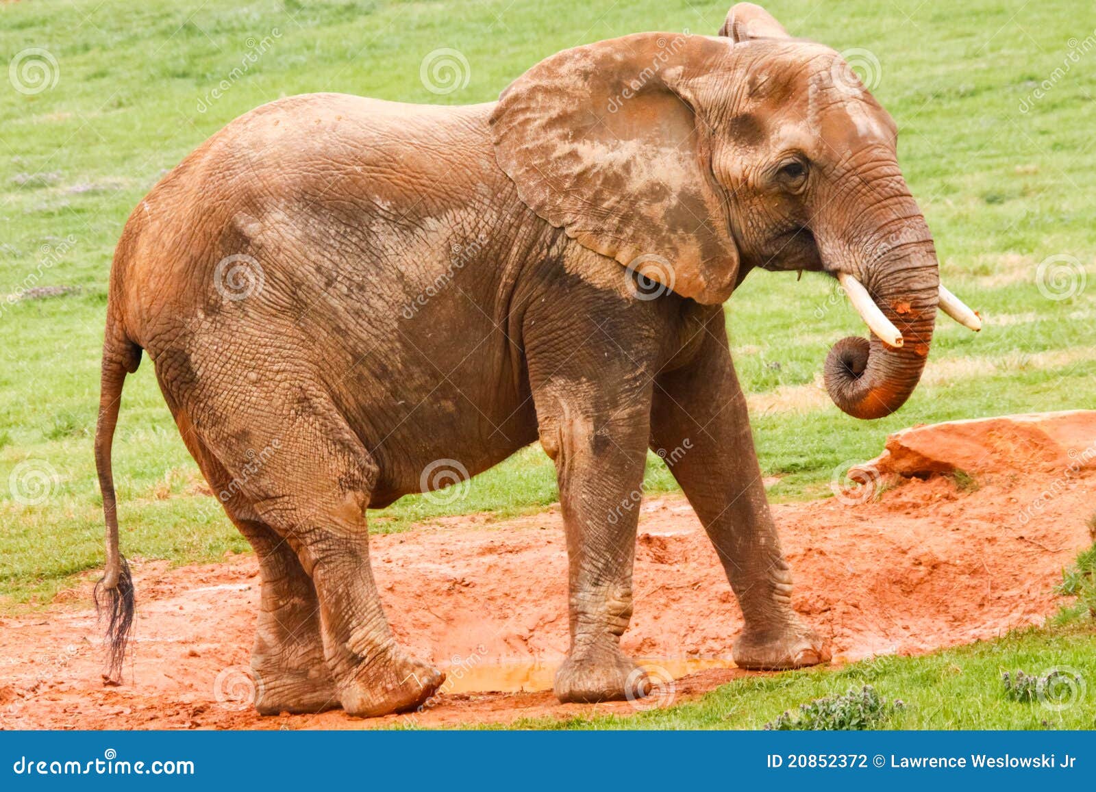 Afrikanischer Elefant, Der Schlamm Isst Stockfoto - Bild von schlamm ...