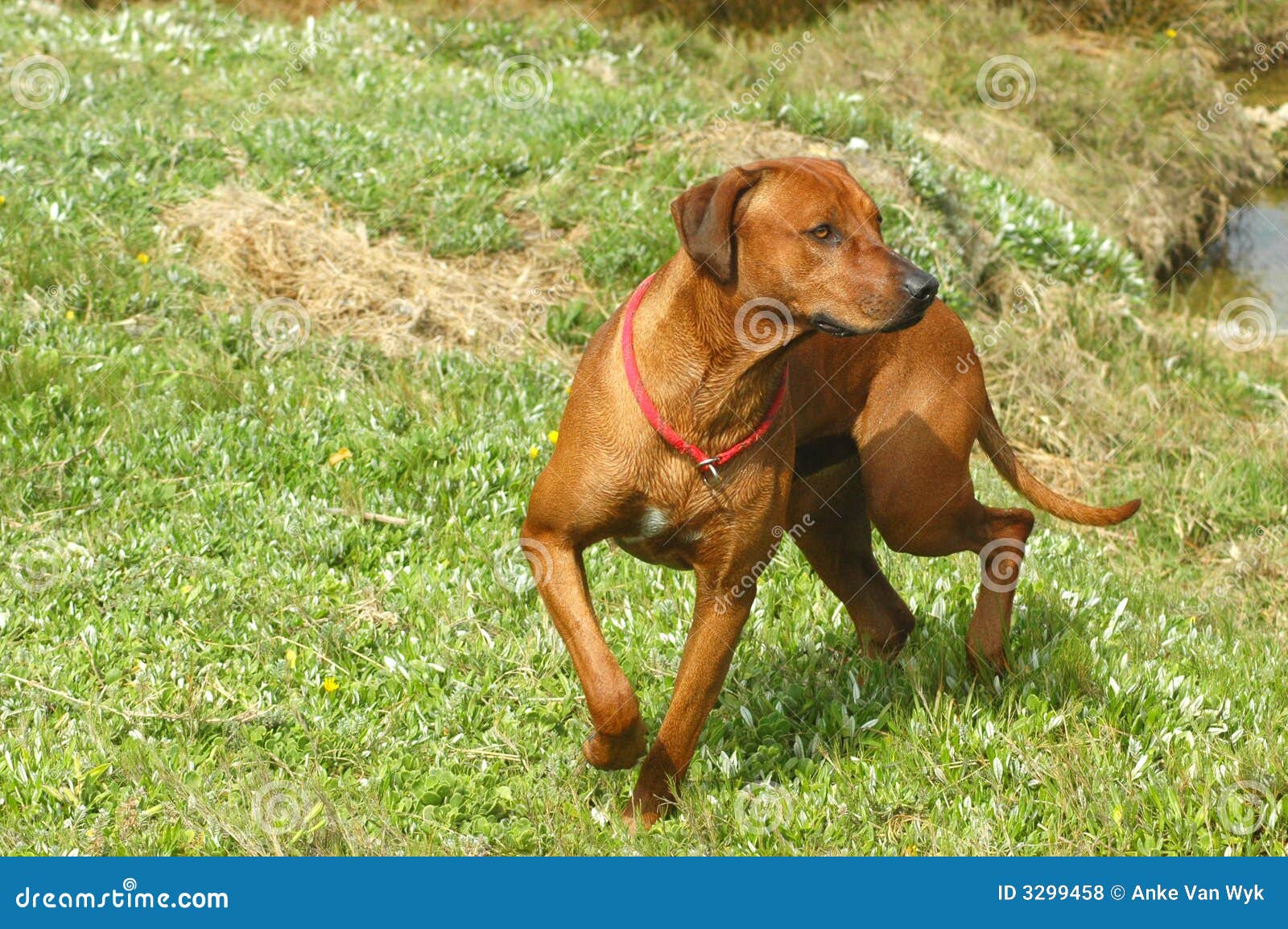Afrikanischer Jagdhund stockfoto. Bild von gezüchtet, gesicht - 3299458