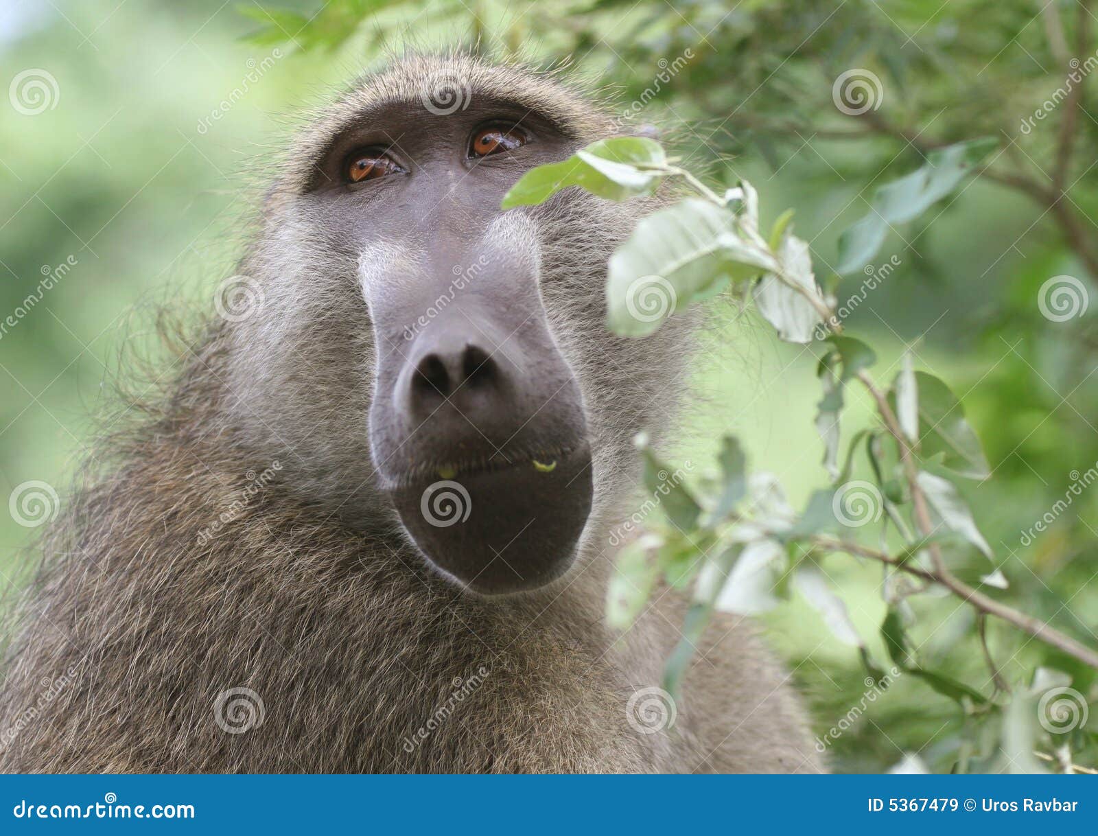 Afrikanischer Pavian stockbild. Bild von primas, porträt - 5367479