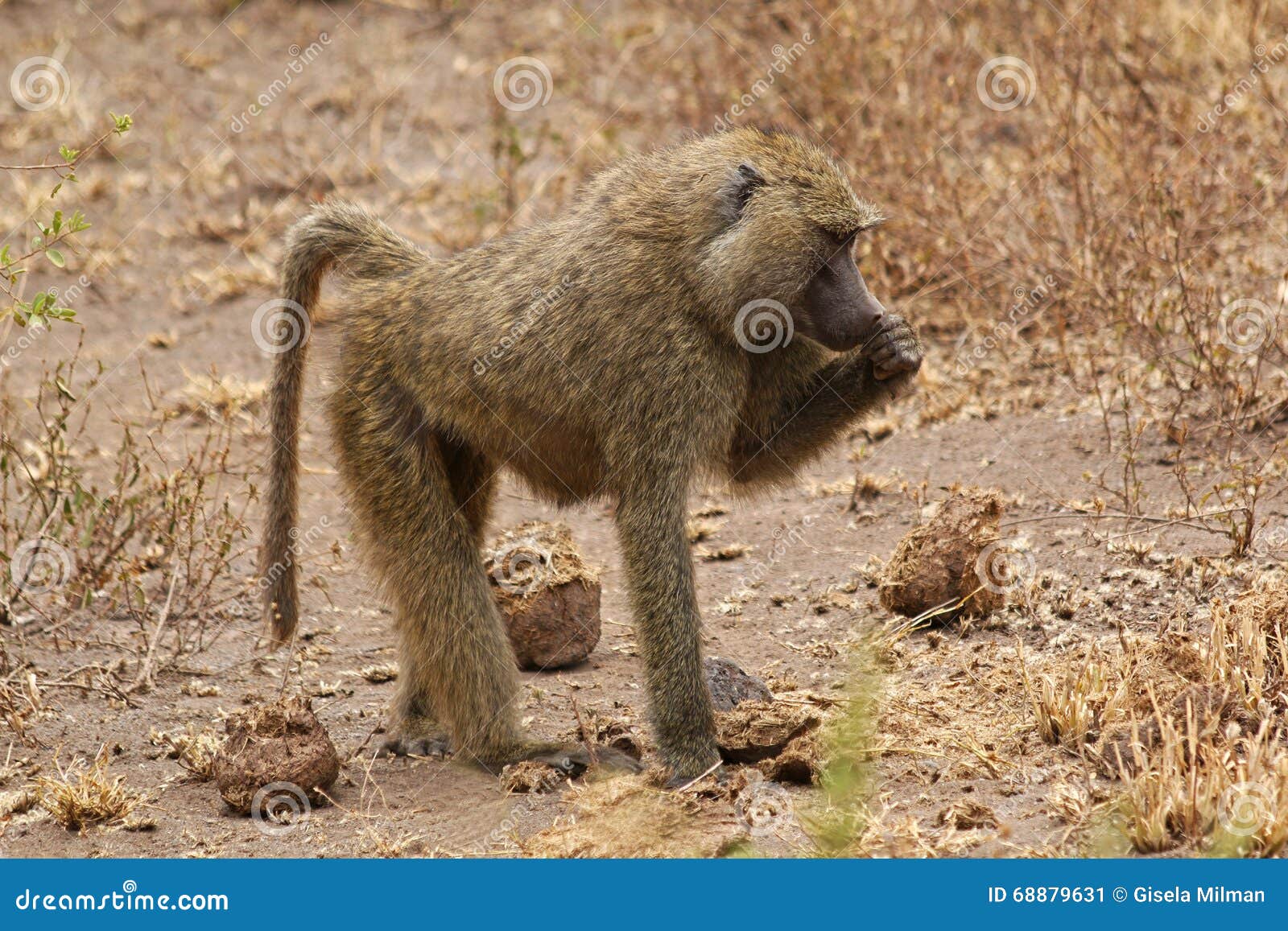 Afrikanischer Pavian stockbild. Bild von lebensraum, säugetier - 68879631