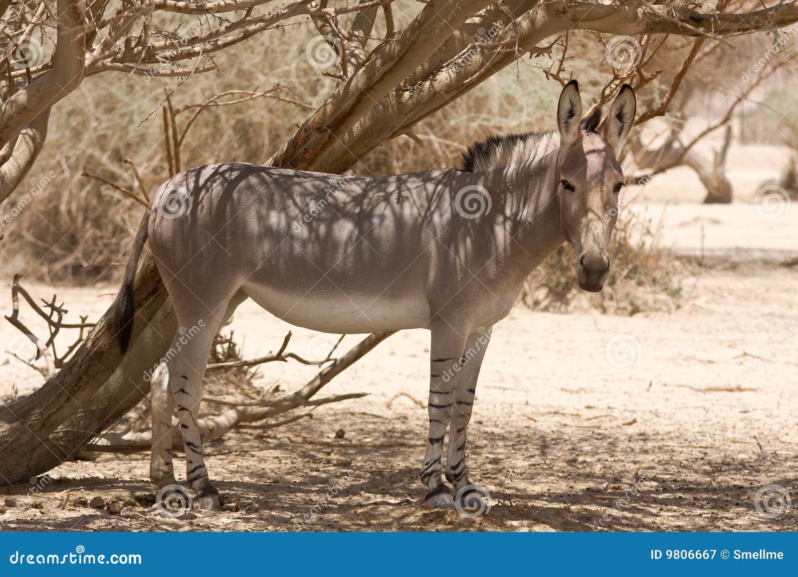 Afrikanischer wilder Esel stockbild. Bild von wüste, wild - 9806667