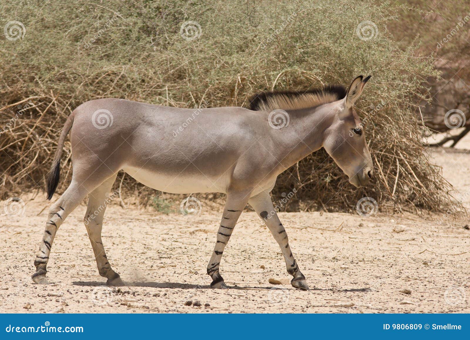 Afrikanischer wilder Esel stockbild. Bild von wild, sonnig - 9806809