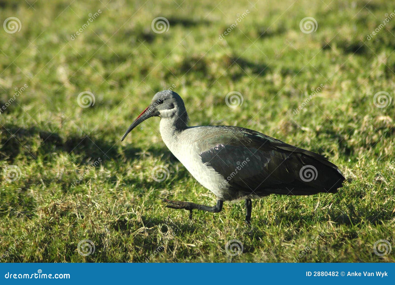 Afrikanisches Hadeda IBIS stockfoto. Bild von ibis, safaris - 2880482