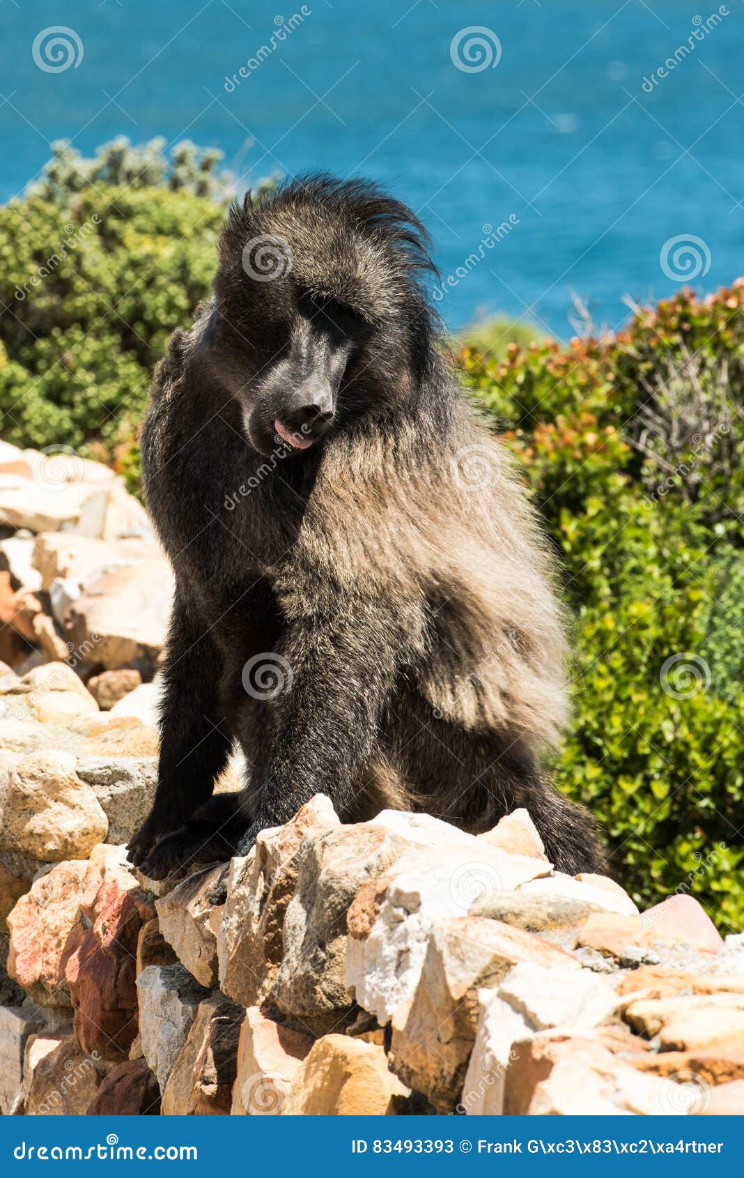 Afrikansk Babian Som Visar Dess Tunga Fotografering för Bildbyråer ...