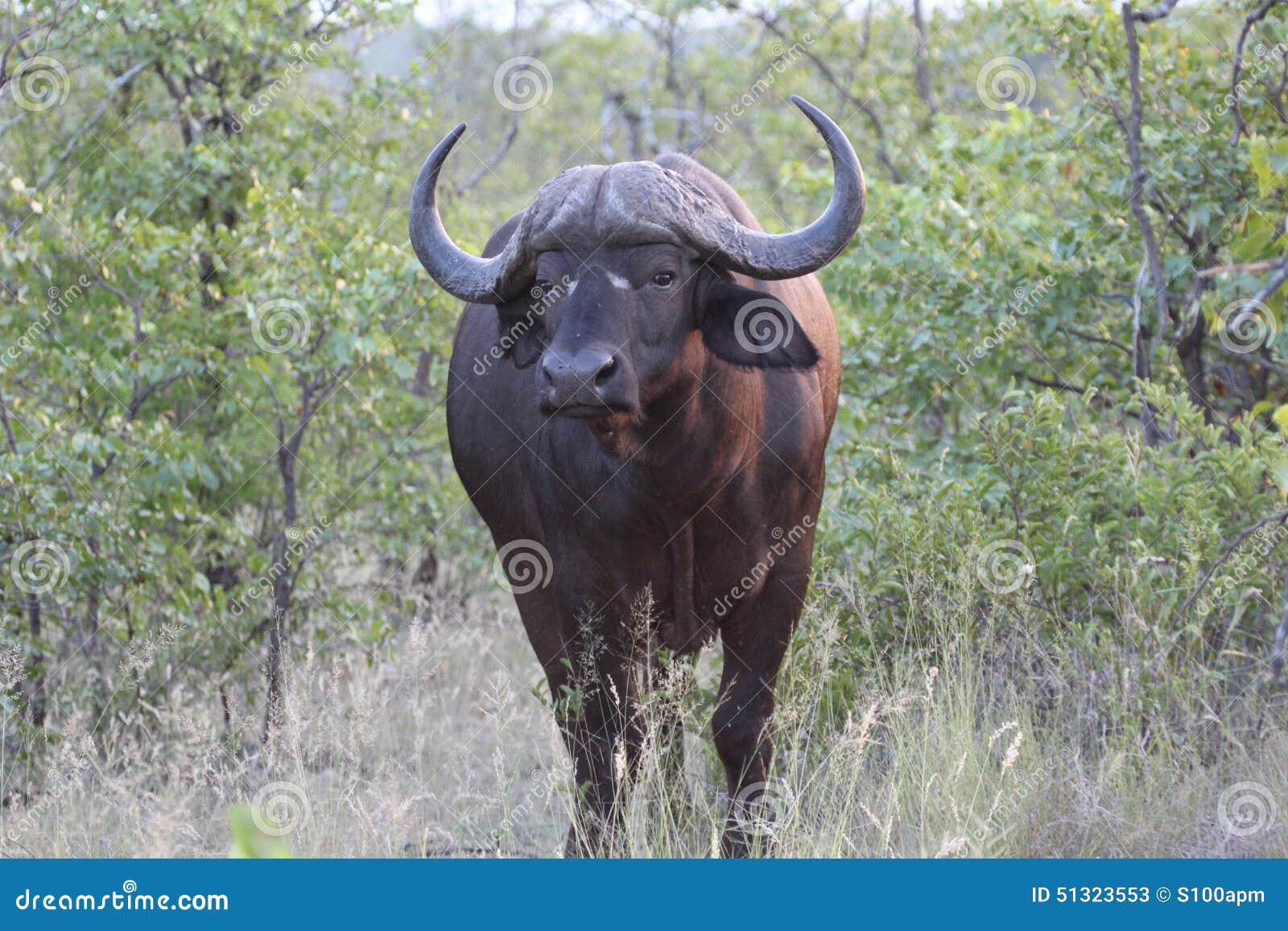 Afrikansk buffel fotografering för bildbyråer. Bild av lyssna - 51323553