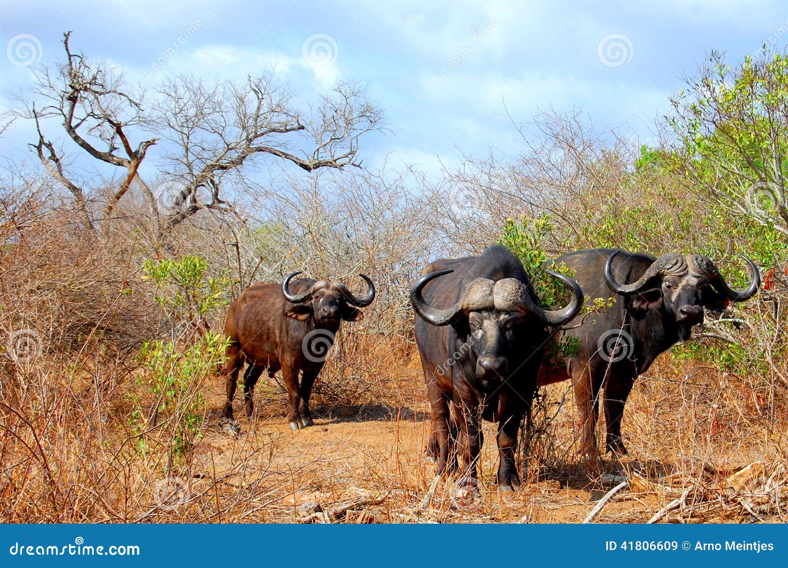 Afrikansk Buffel Eller Uddebuffel (Syncerus Caffer) Fotografering för ...