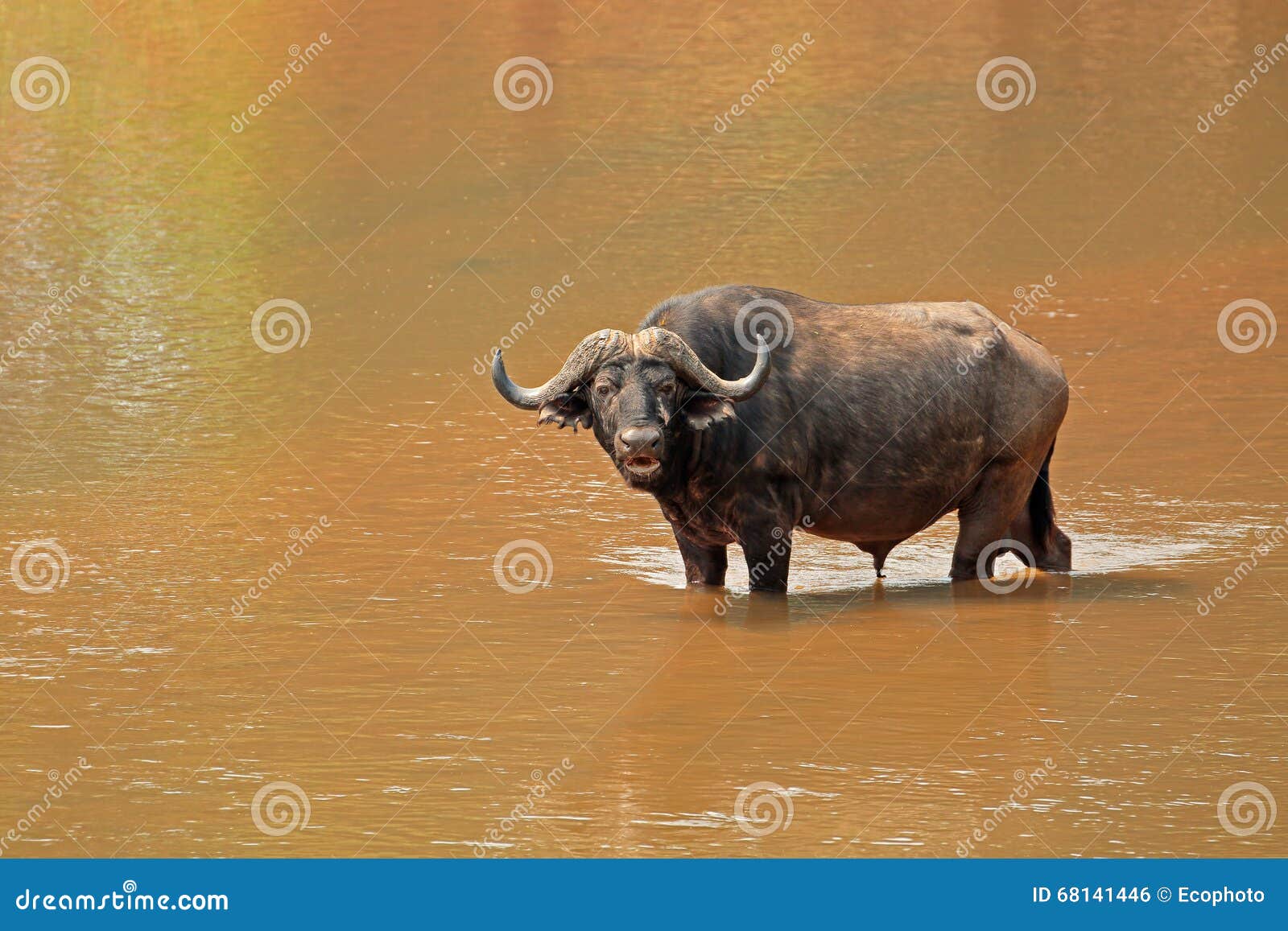 Afrikansk buffel i floden arkivfoto. Bild av buffel, afrikansk - 68141446