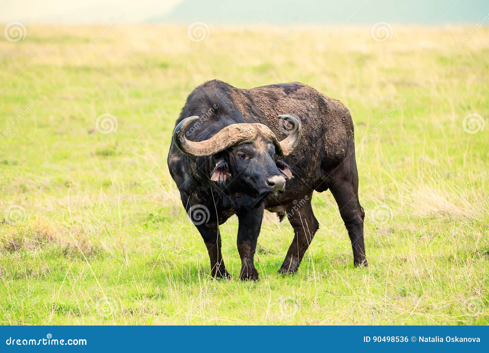 Afrikansk Buffel I Savannah Arkivfoto - Bild av buffel, exotiskt: 90498536