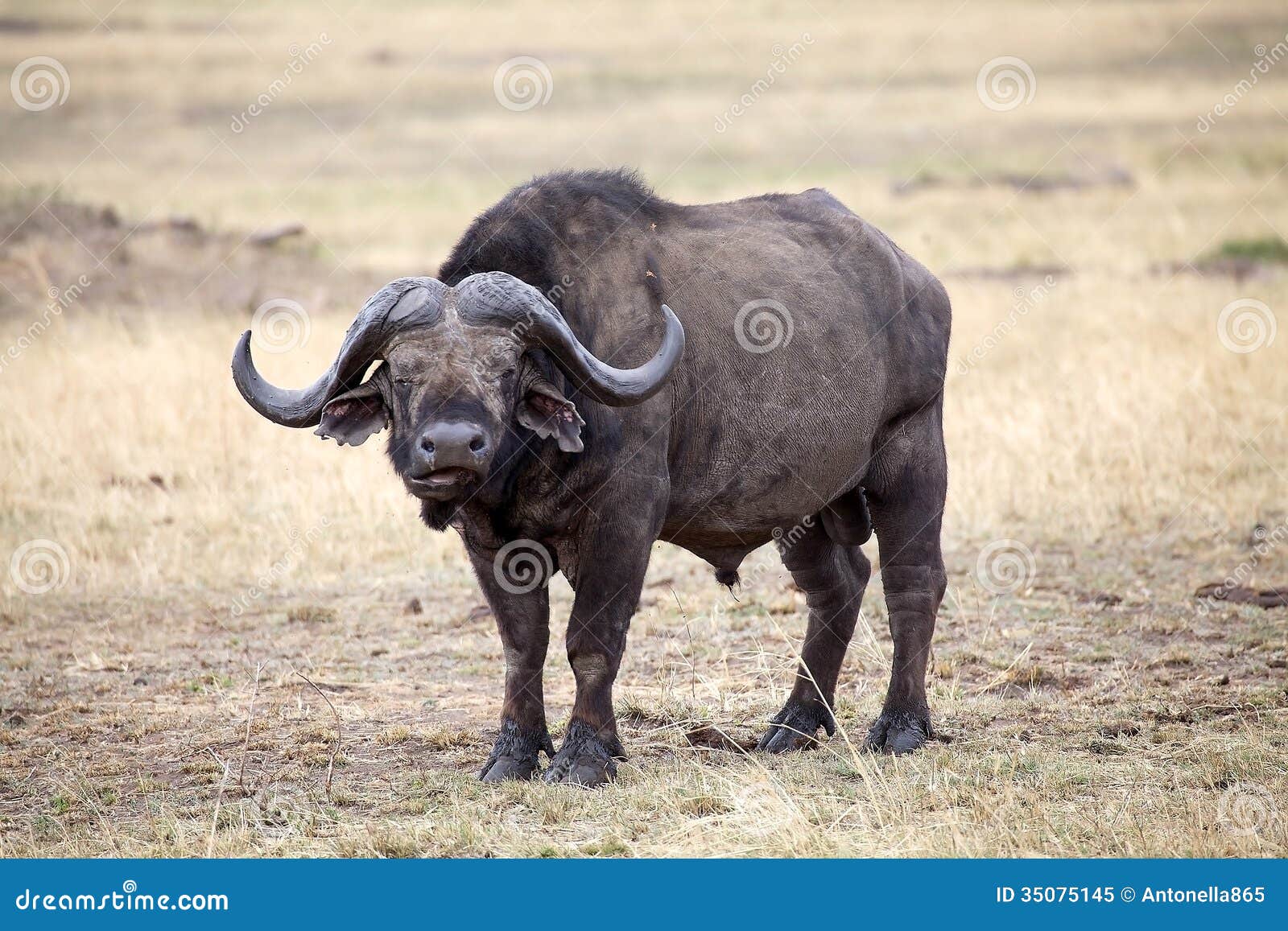 Afrikansk Buffel (Syncerus Caffer) Fotografering för Bildbyråer - Bild ...