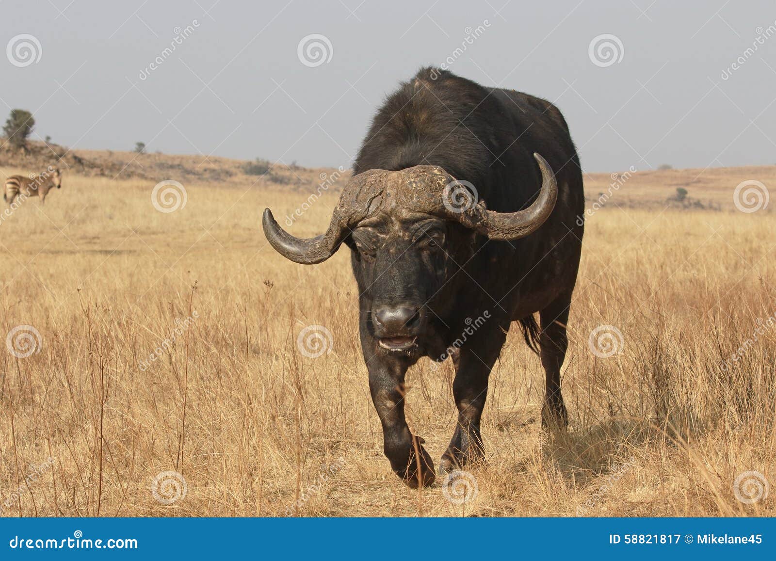 Afrikansk Buffel, Syncerus Caffer Fotografering för Bildbyråer - Bild ...