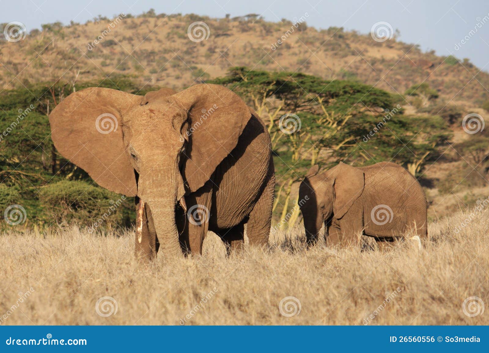 Afrikansk elefant och barn arkivfoto. Bild av afrikansk - 26560556